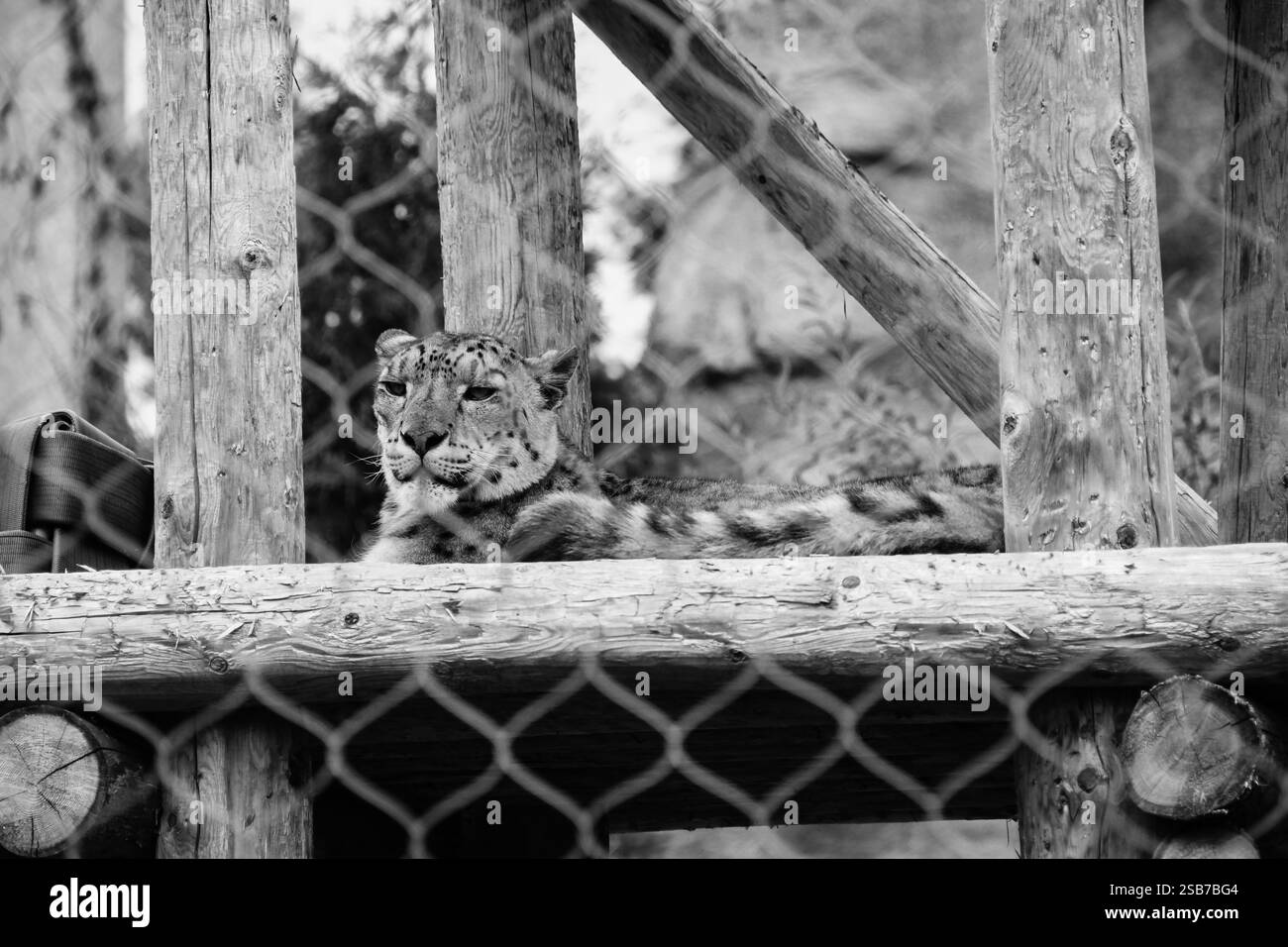 Animals at Toronto Zoo Stock Photo - Alamy