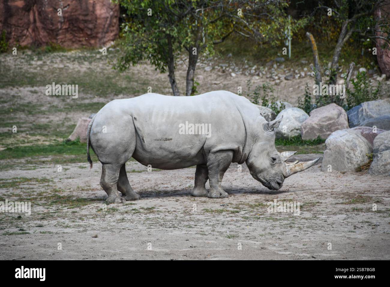 Animals at Toronto Zoo Stock Photo - Alamy