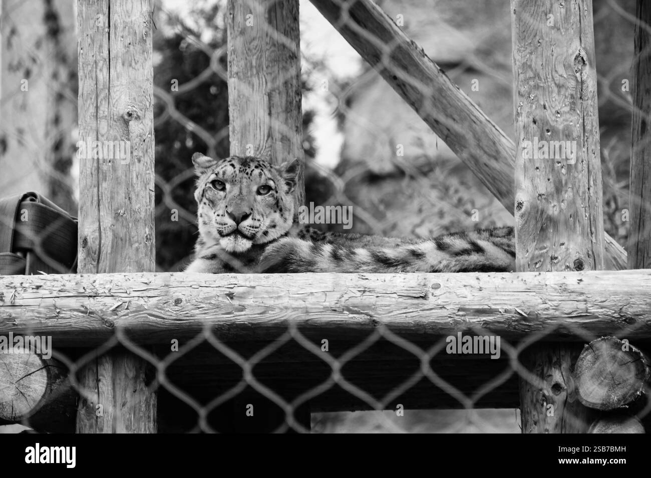 Animals at Toronto Zoo Stock Photo - Alamy