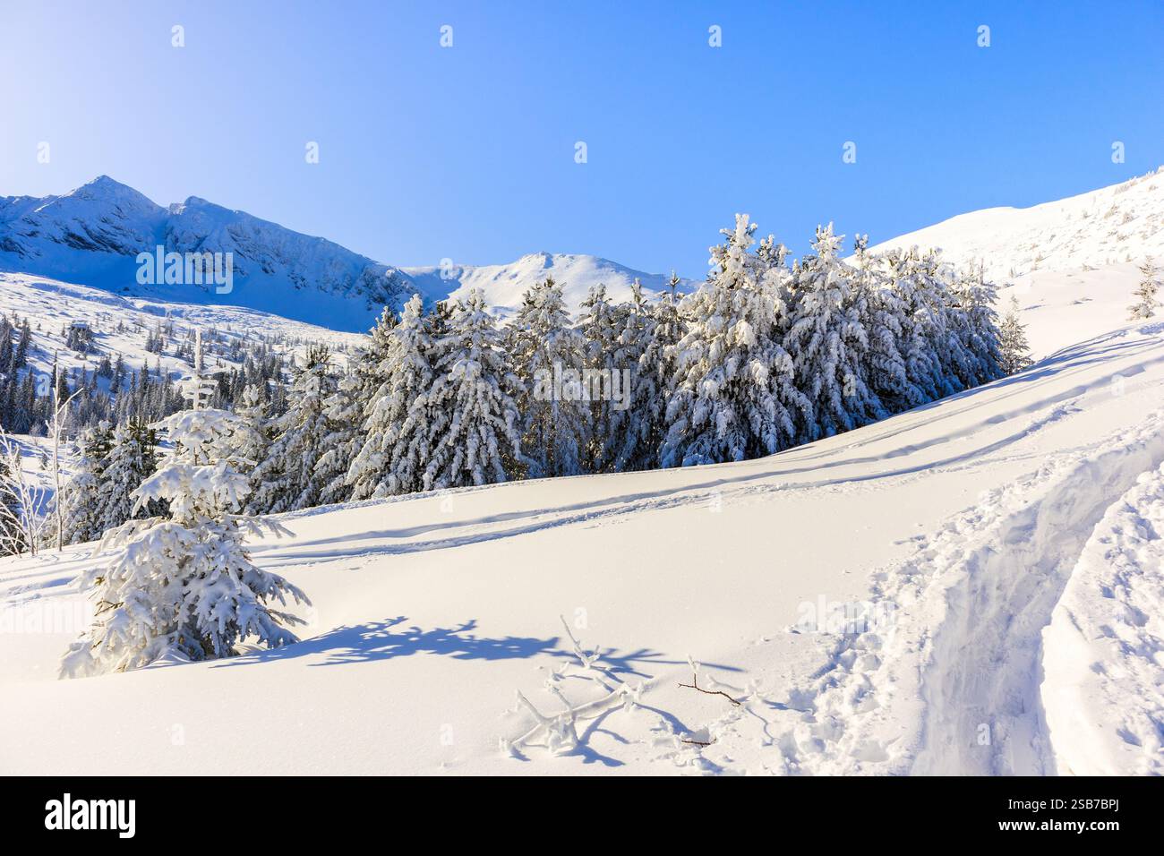 Trees in beautiful winter landscape of Gasienicowa valley after fresh ...