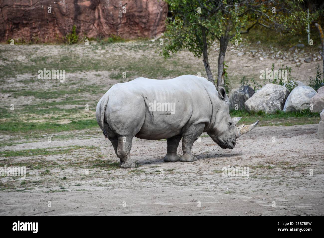 Animals at Toronto Zoo Stock Photo - Alamy