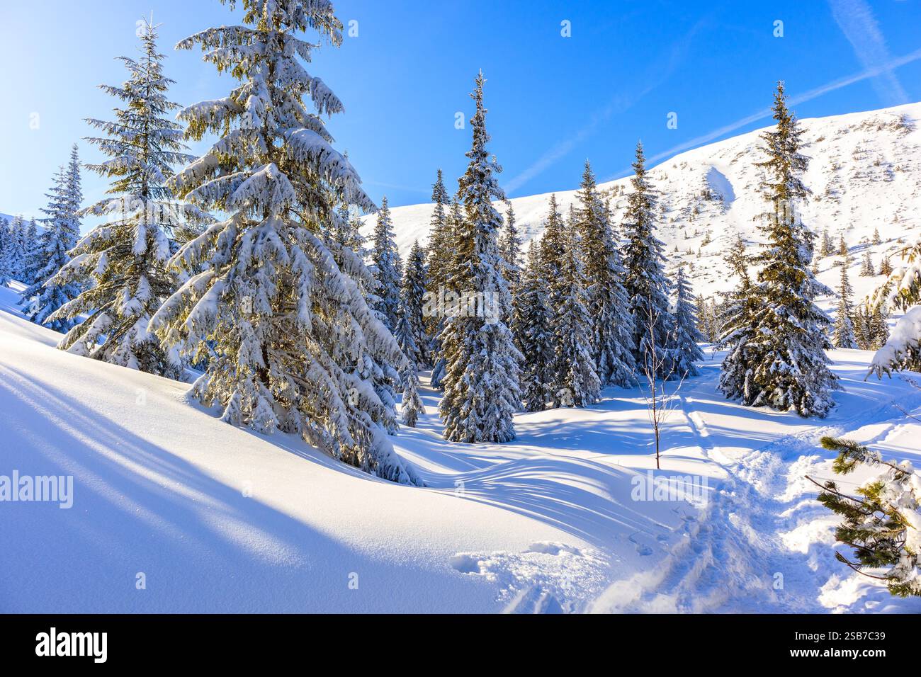 Trees in beautiful winter landscape of Gasienicowa valley after fresh ...