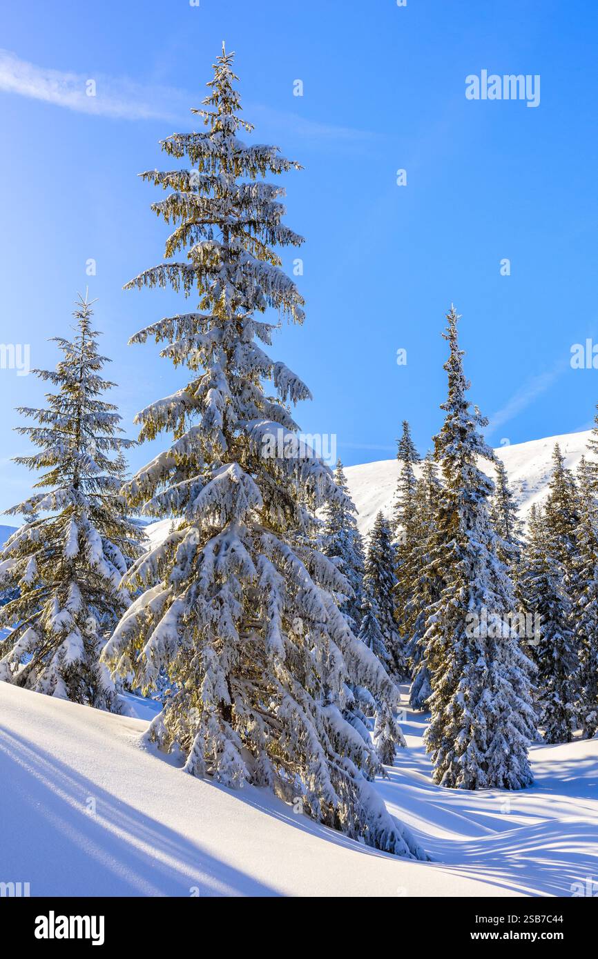 Trees in beautiful winter landscape of Gasienicowa valley after fresh ...