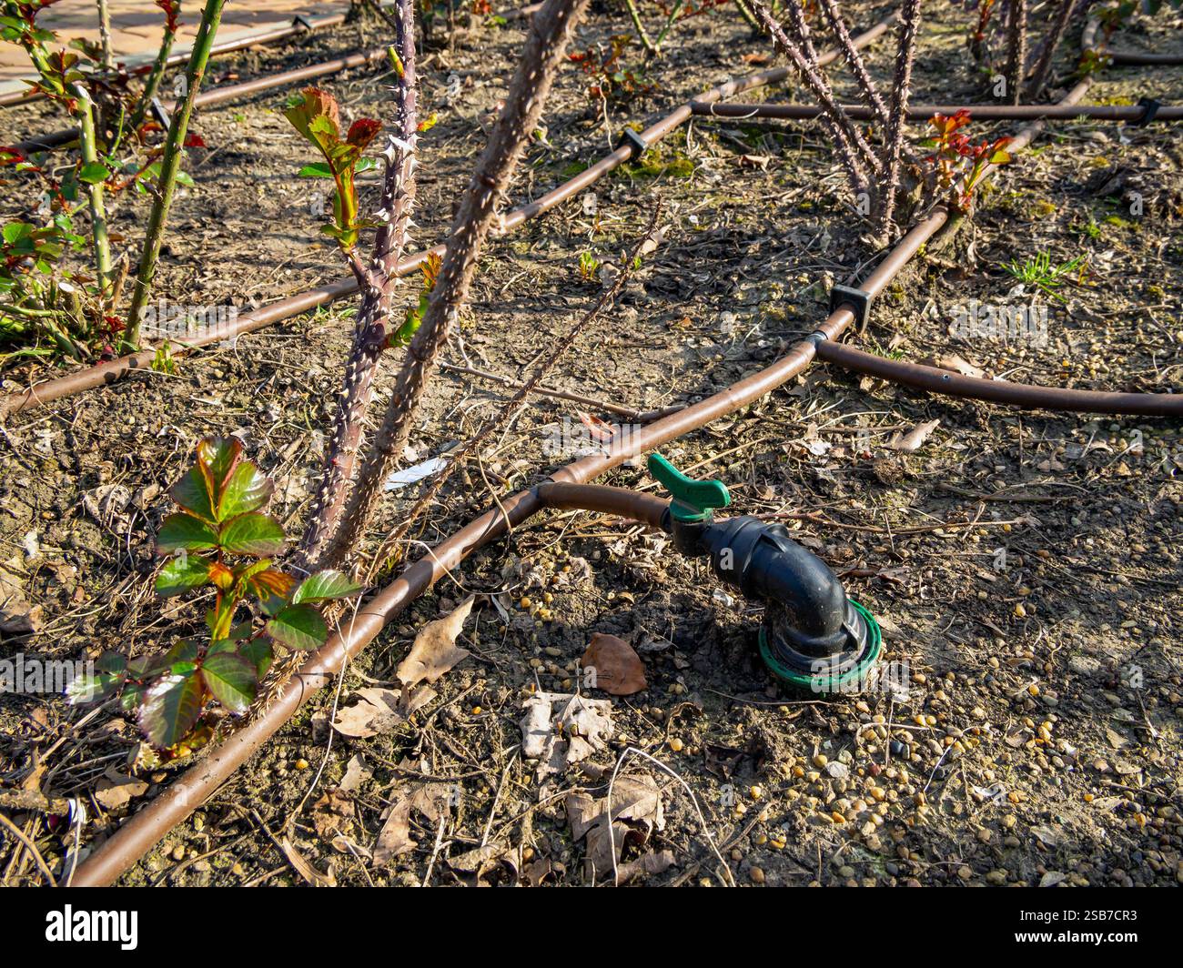 Drip watering roses hi-res stock photography and images - Alamy