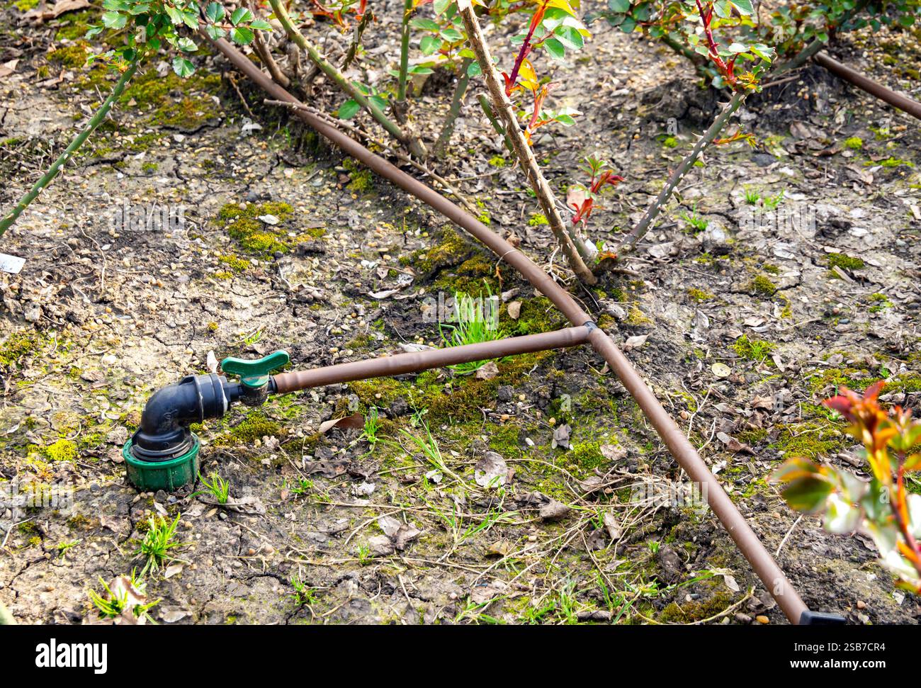 Drip irrigation pipe layout in a rose garden Stock Photo - Alamy