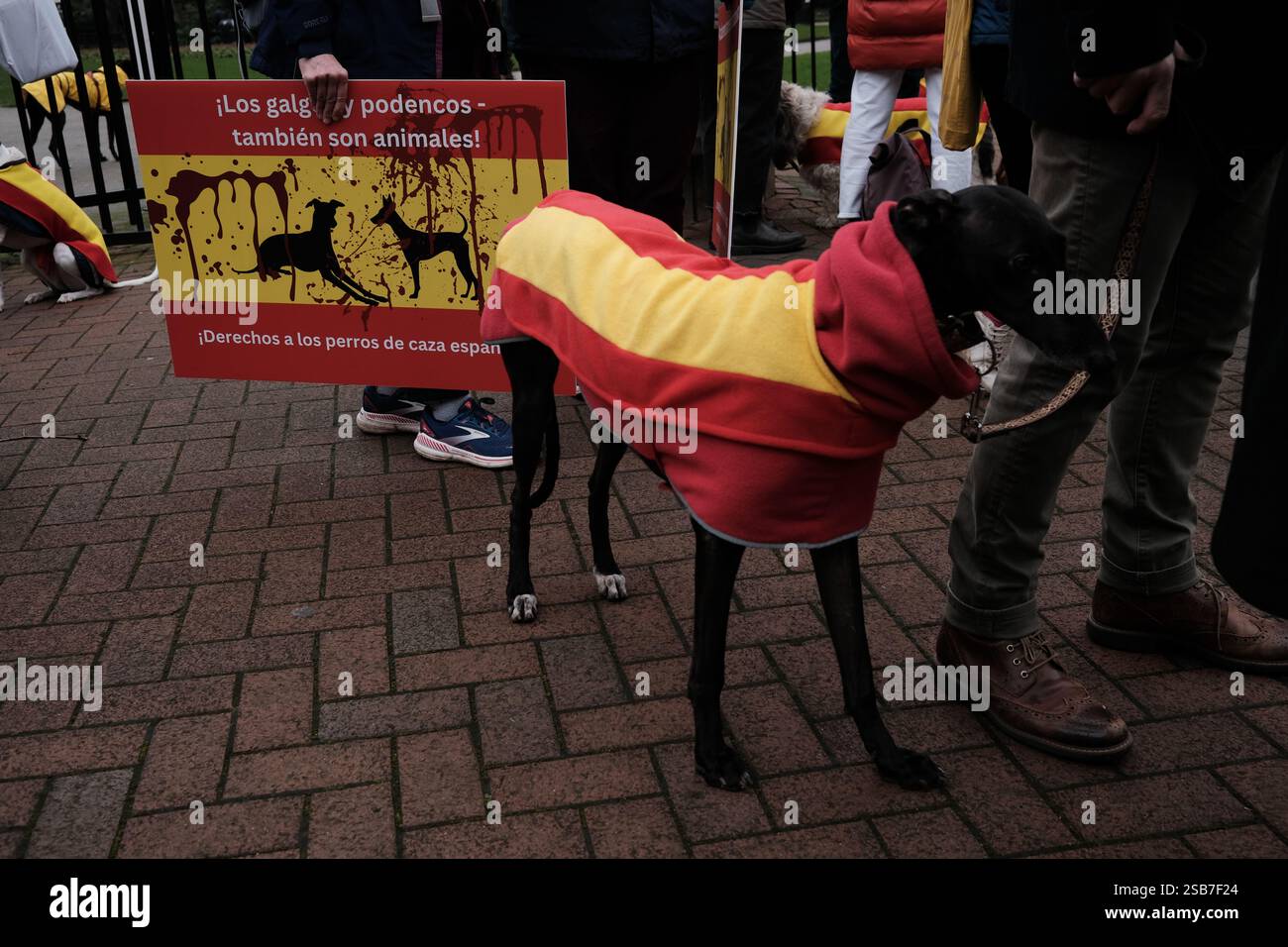 London, UK. 1st February, 2025 Dog owners march with their pets, draped ...