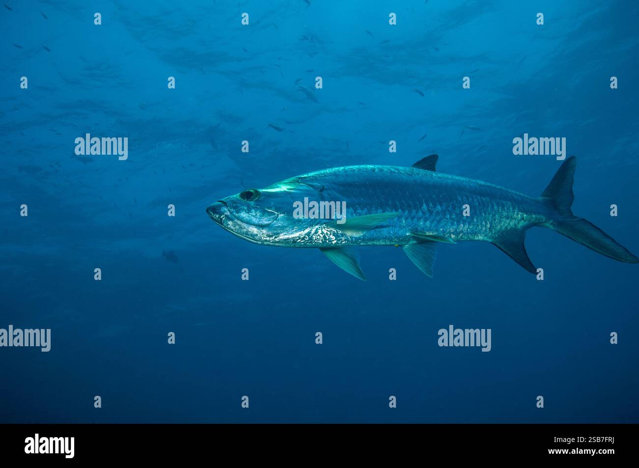 Large tarpon on coral reef at Bonaire Island in the Caribbean Stock ...