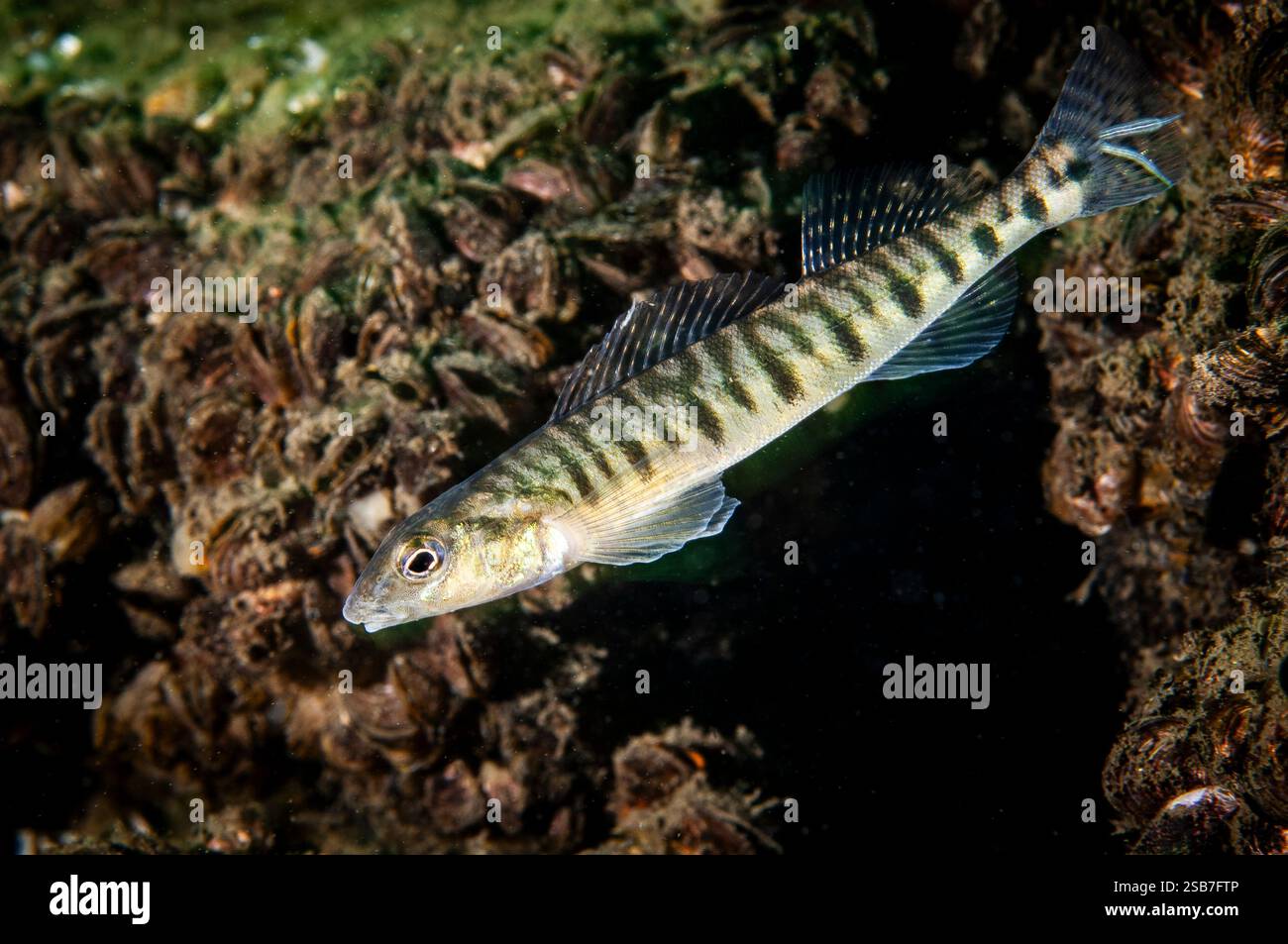 Logperch swimming underwater in the St.Lawrence River Stock Photo - Alamy