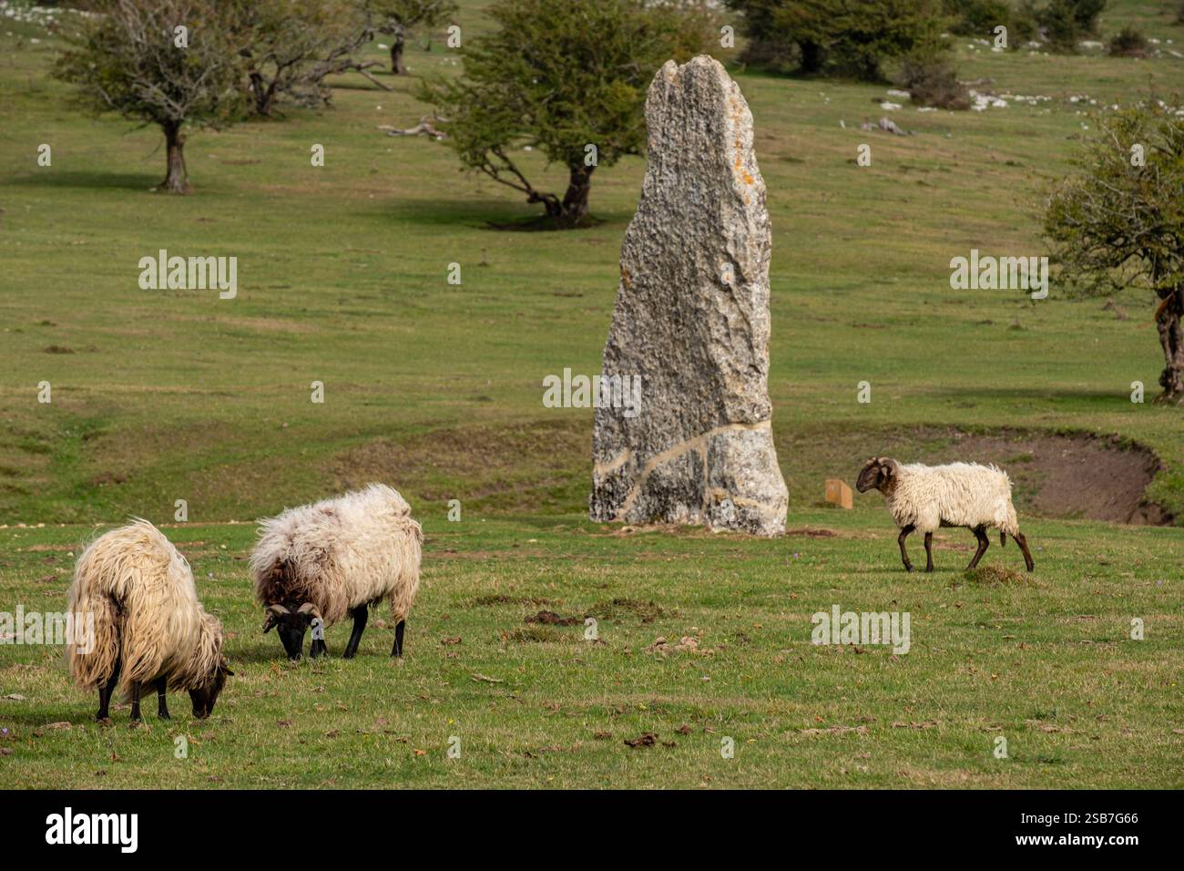 sheep grazing in the fields opposite the menhir of Akarte, Parque ...