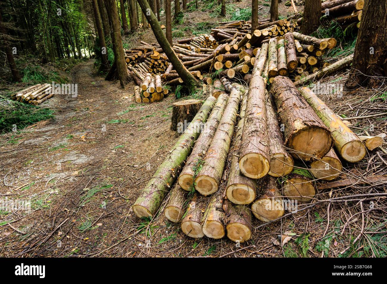 Forestry work in the extraction of wood in the forest, Pagoeta Natural ...
