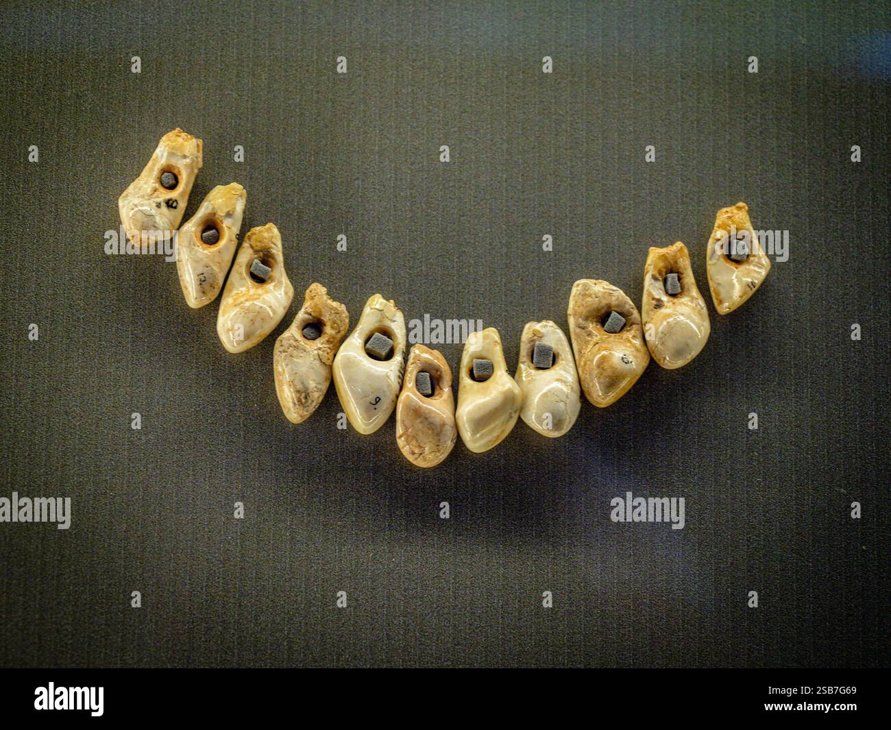 Perforated teeth, Bolinkoba cave, Abadiño, Arkeologi Museoa ...