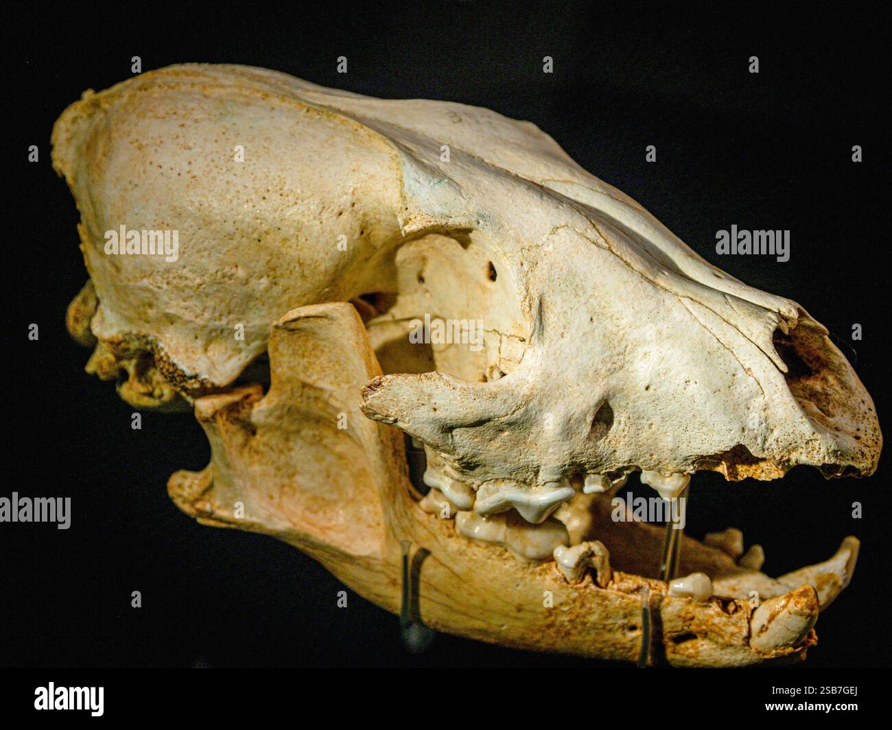 cuon skull, Cuon alpinus, Obarreta, Gorbea, Arkeologi Museoa ...