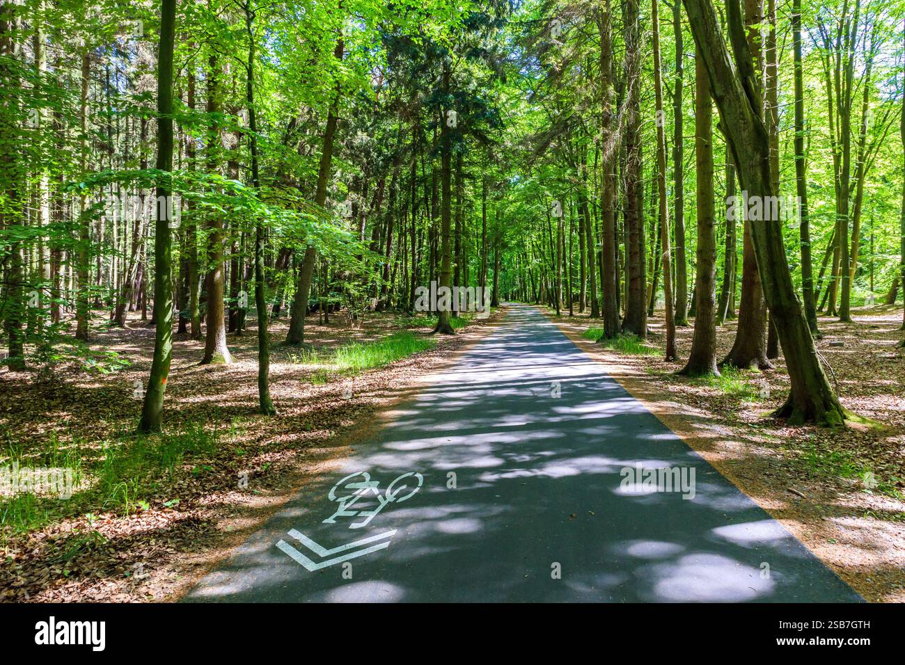 Cycling route in green forest near Kolobrzeg, Baltic Sea coast, Poland ...