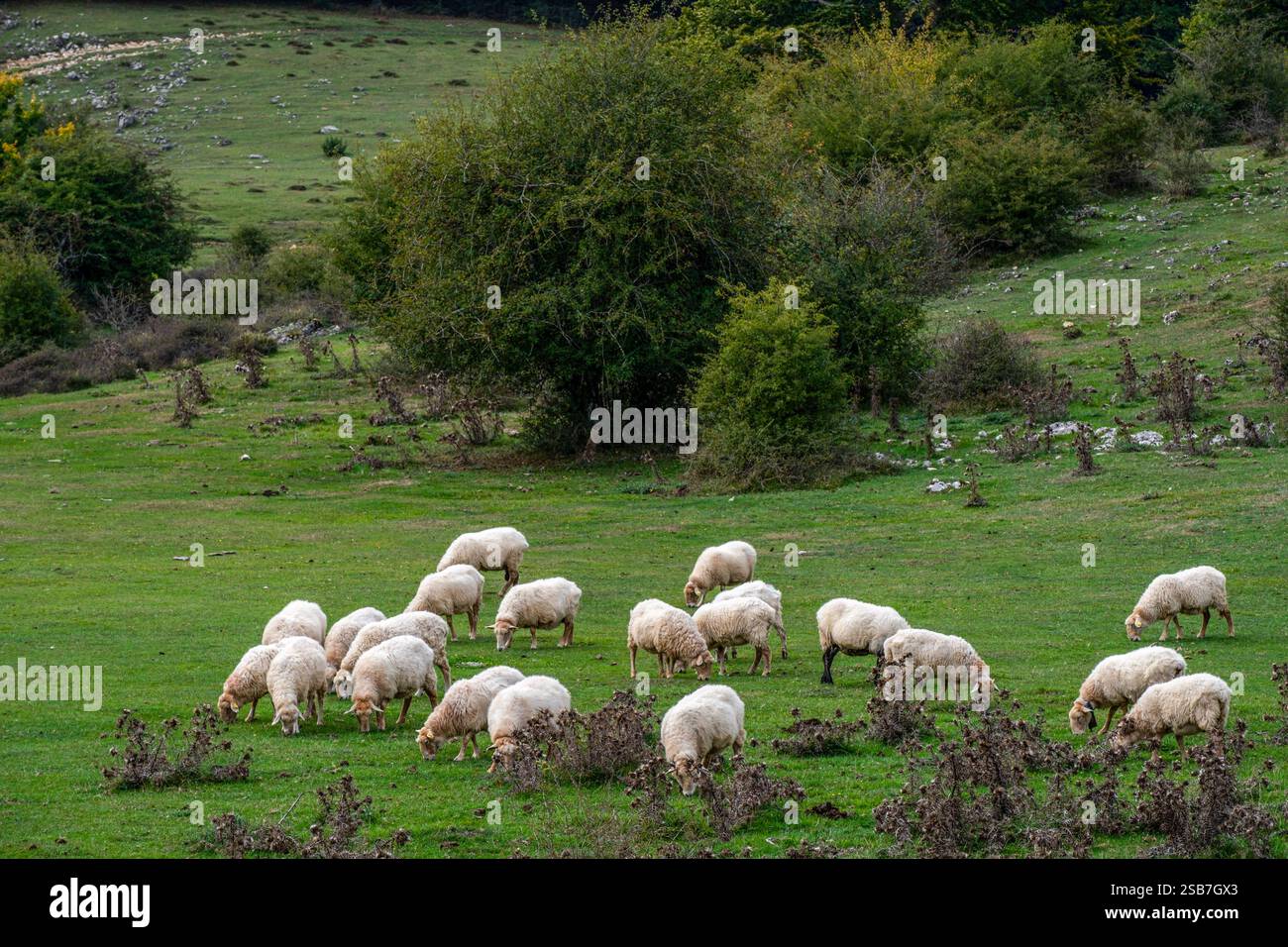 ovejas pastando en las campas, Parque Megalítico de Legaire, campas de ...
