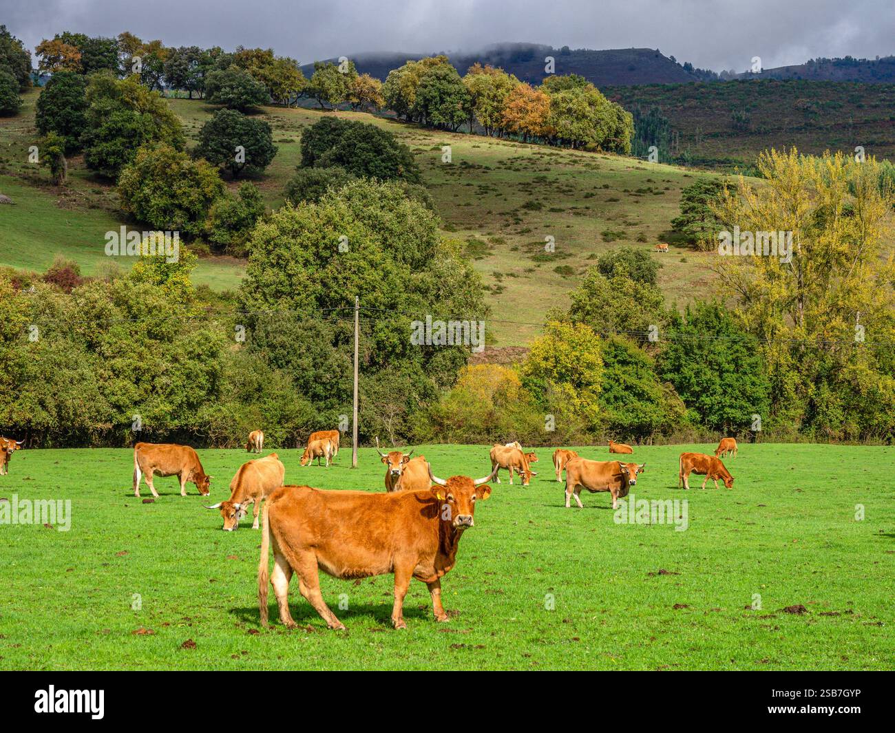 herd of grazing cows, Artziniega, Alava, Basque Country, Spain Stock ...