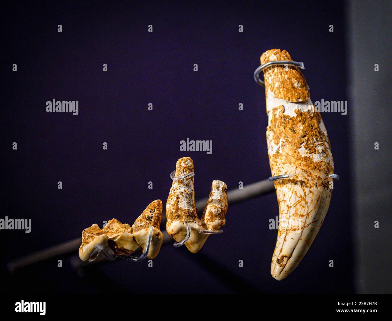 European jaguar teeth, Panthera gombaszoegensis, Upper Pliocene -Lower ...