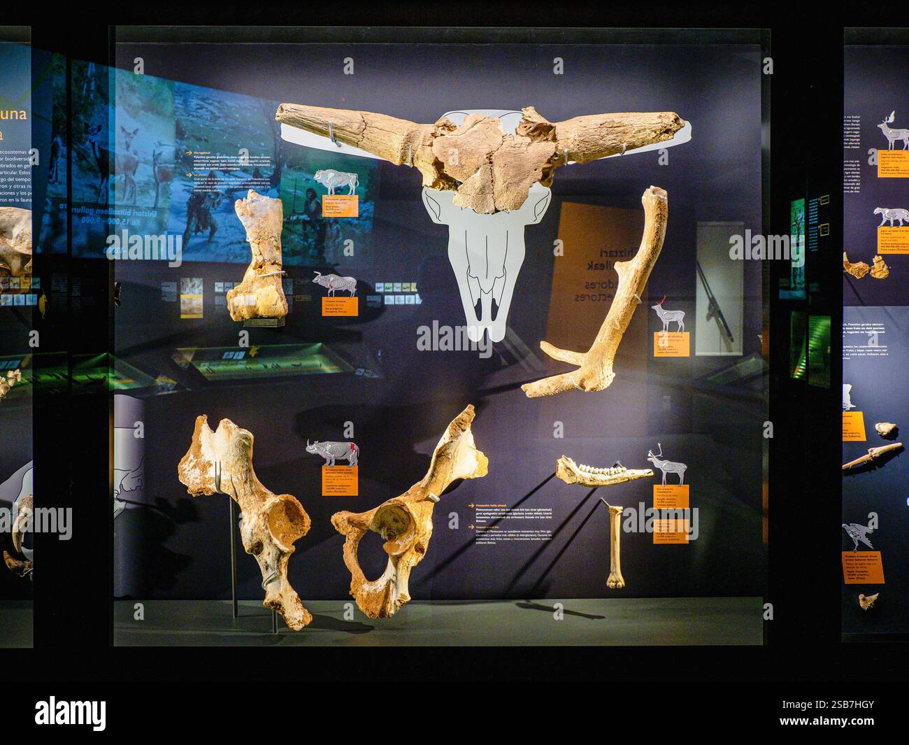 Pleistocene Bones, Arkeologi Museoa, Museo Aqueologico, Bilbao, Bizkaia ...