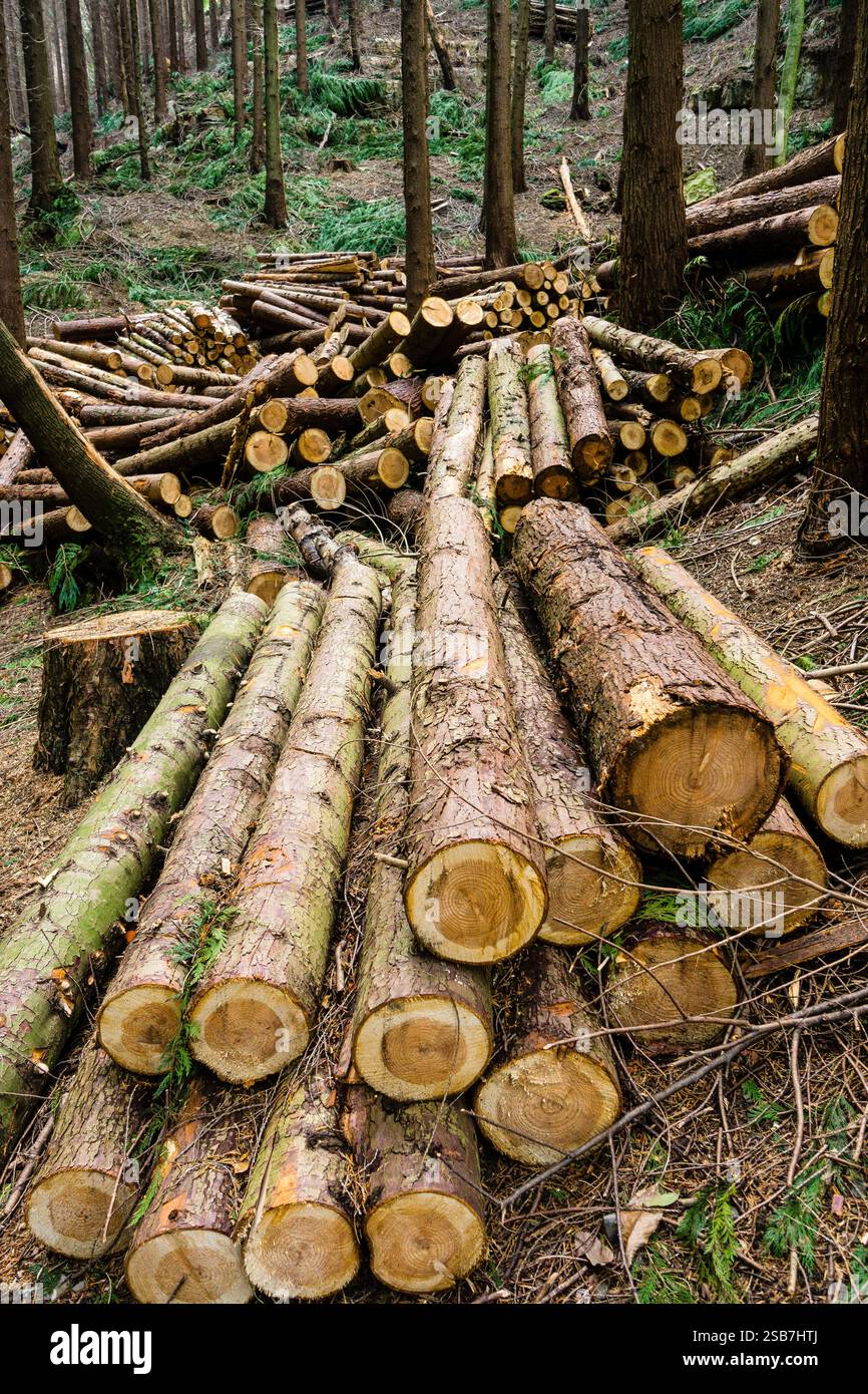 Forestry work in the extraction of wood in the forest, Pagoeta Natural ...