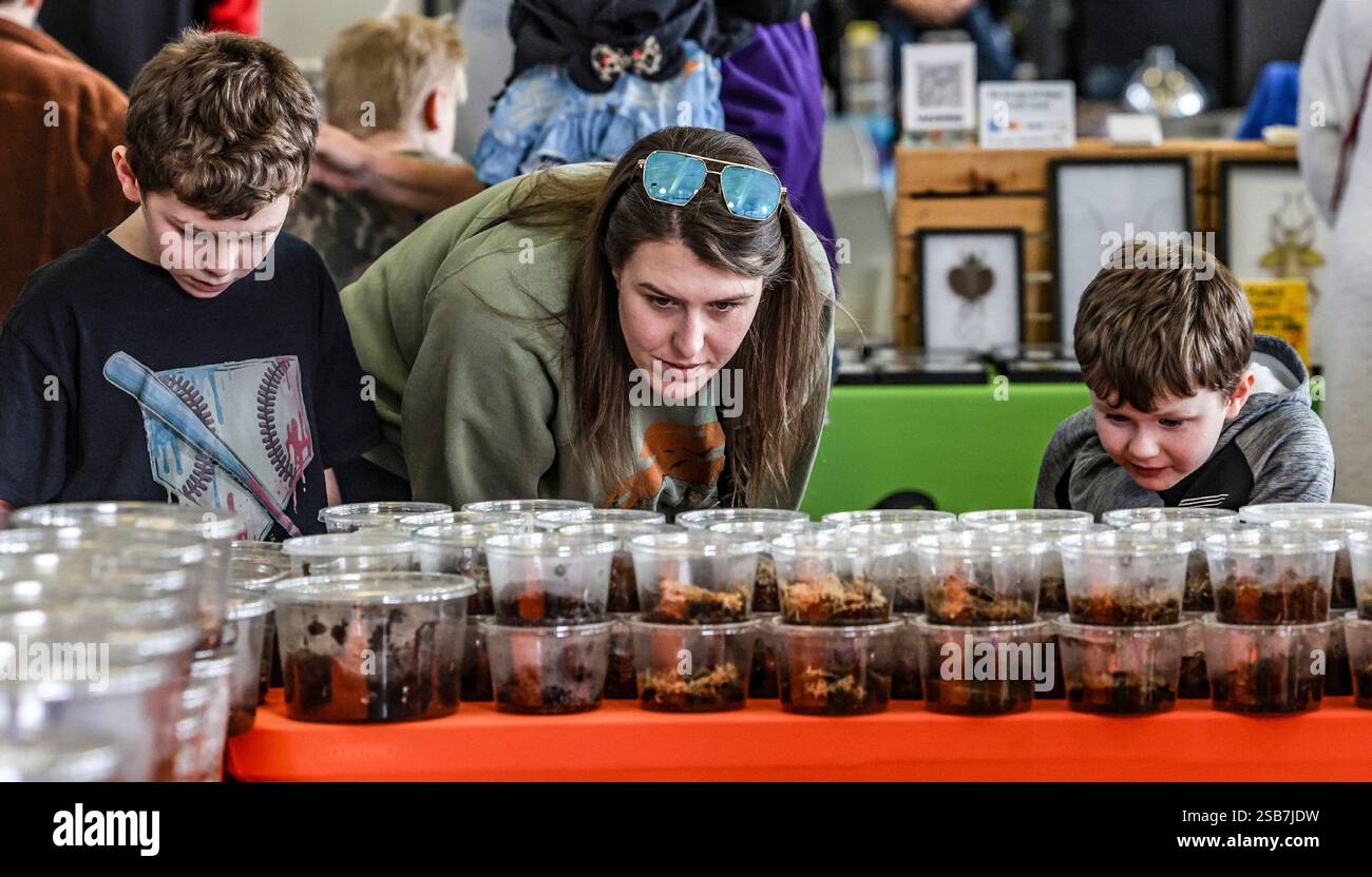 Danielle Allen looks over containers of exotic tarantulas with her ...