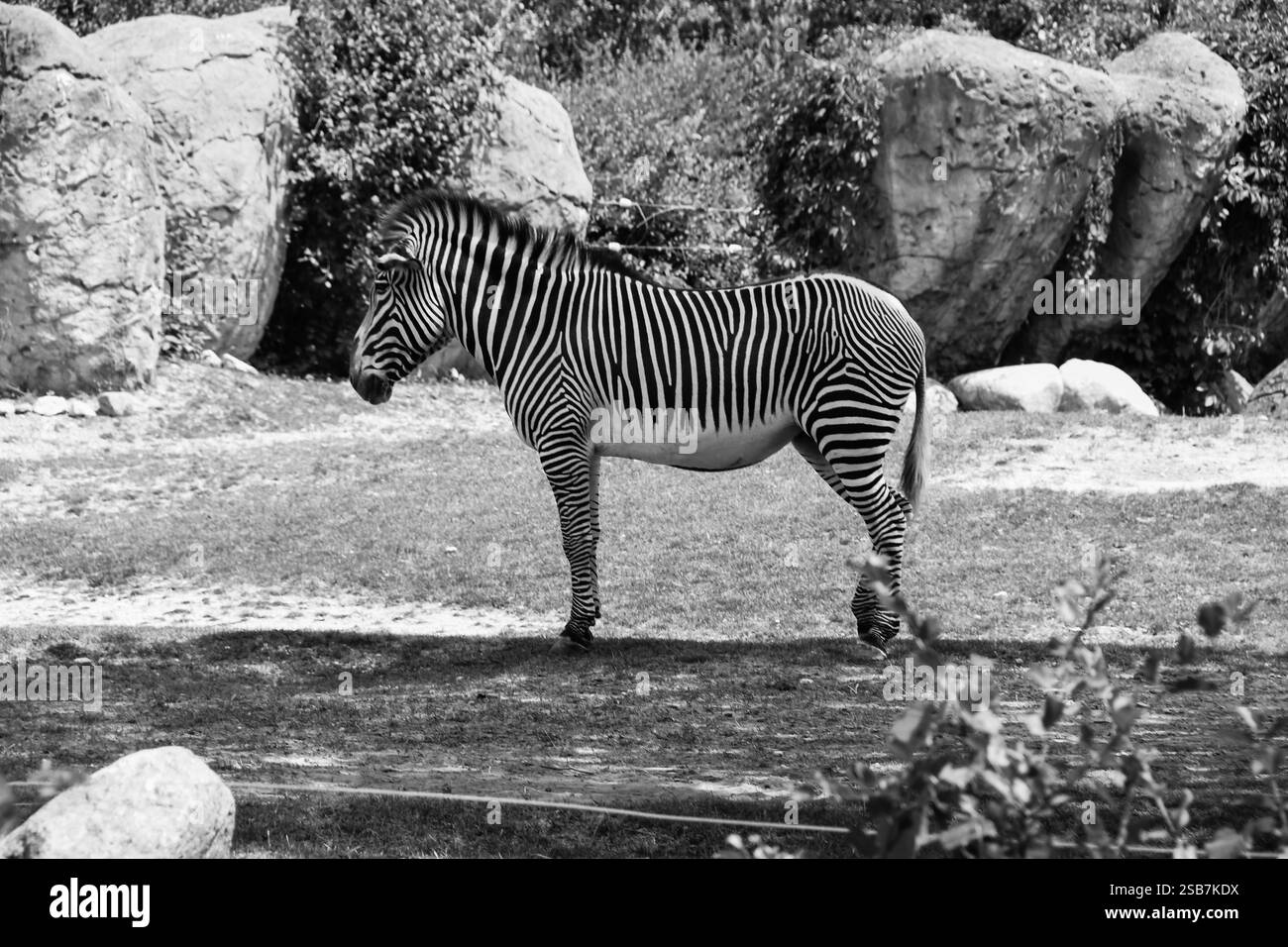 Animals at Toronto Zoo Stock Photo - Alamy