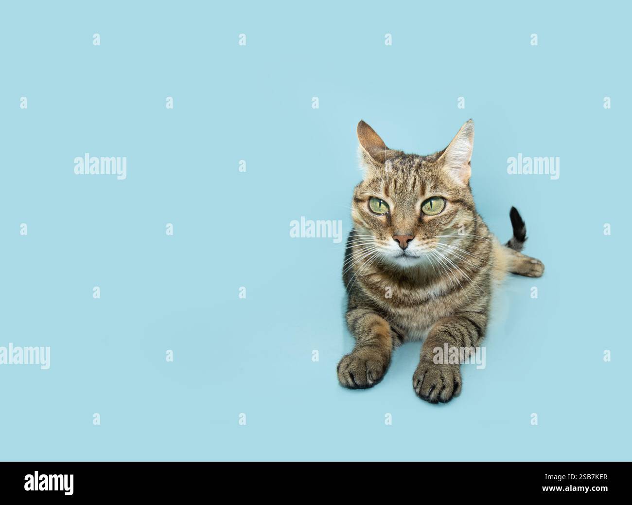 Banner tabby European cat lying down and moving it tail. Isolated on ...