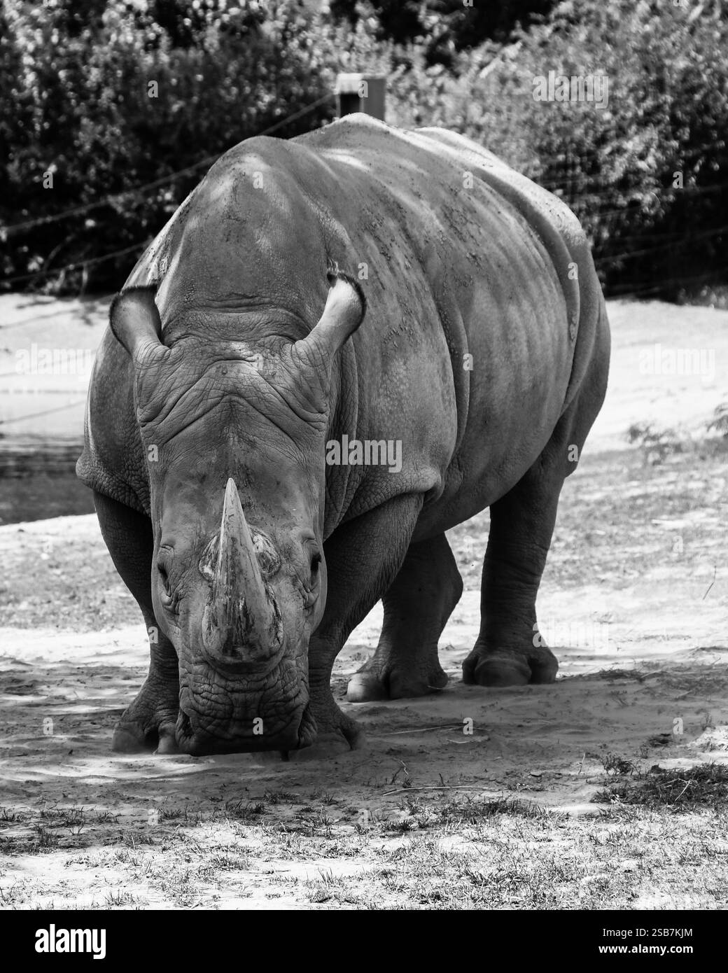 Animals at Toronto Zoo Stock Photo - Alamy