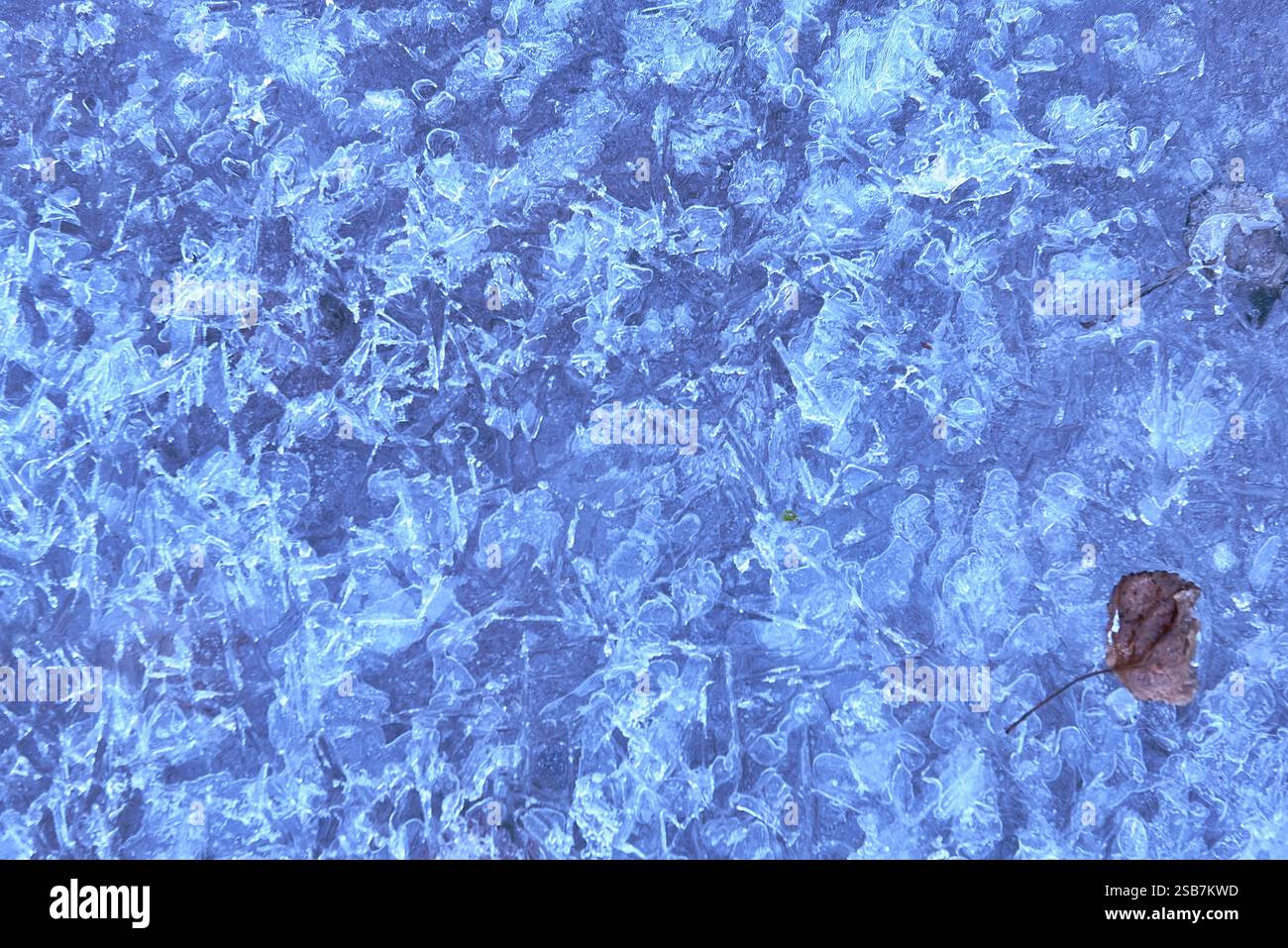 A frozen tree leaf on ice block. frozen river, empty space, blue ...
