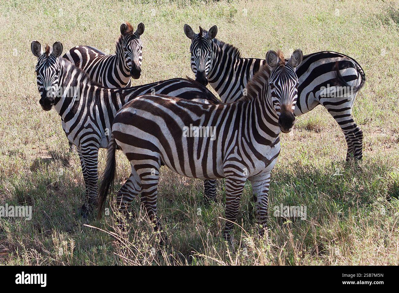 Zebrastreifen gras hi-res stock photography and images - Alamy