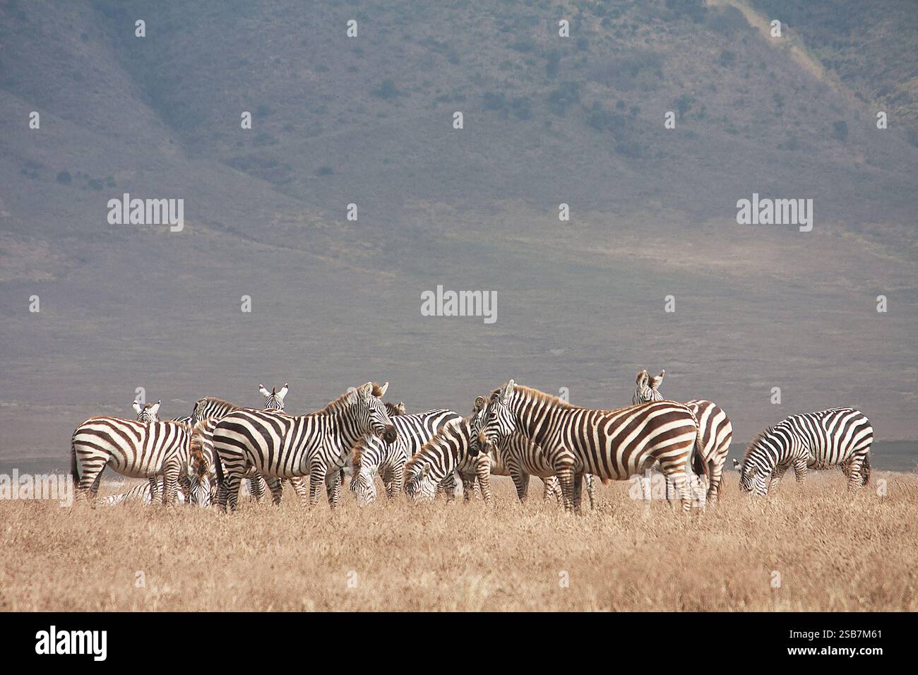 Zebra herd in the Ngorongoro Crater Stock Photo - Alamy