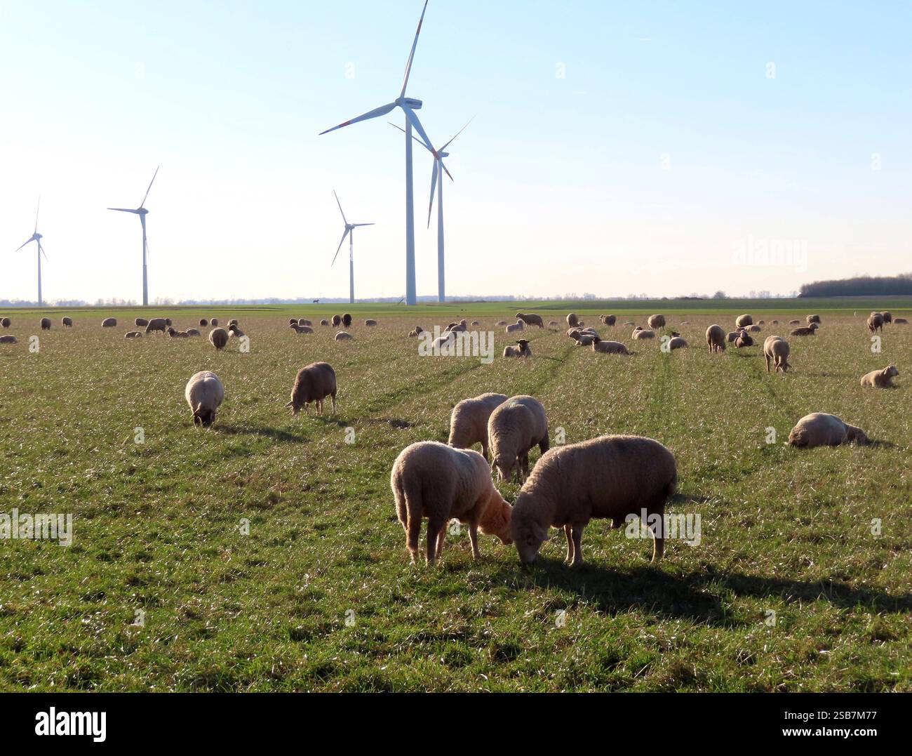 ...ein Dorado fuer Schafe - eine riesige Weideflaeche...dahinter weit ...