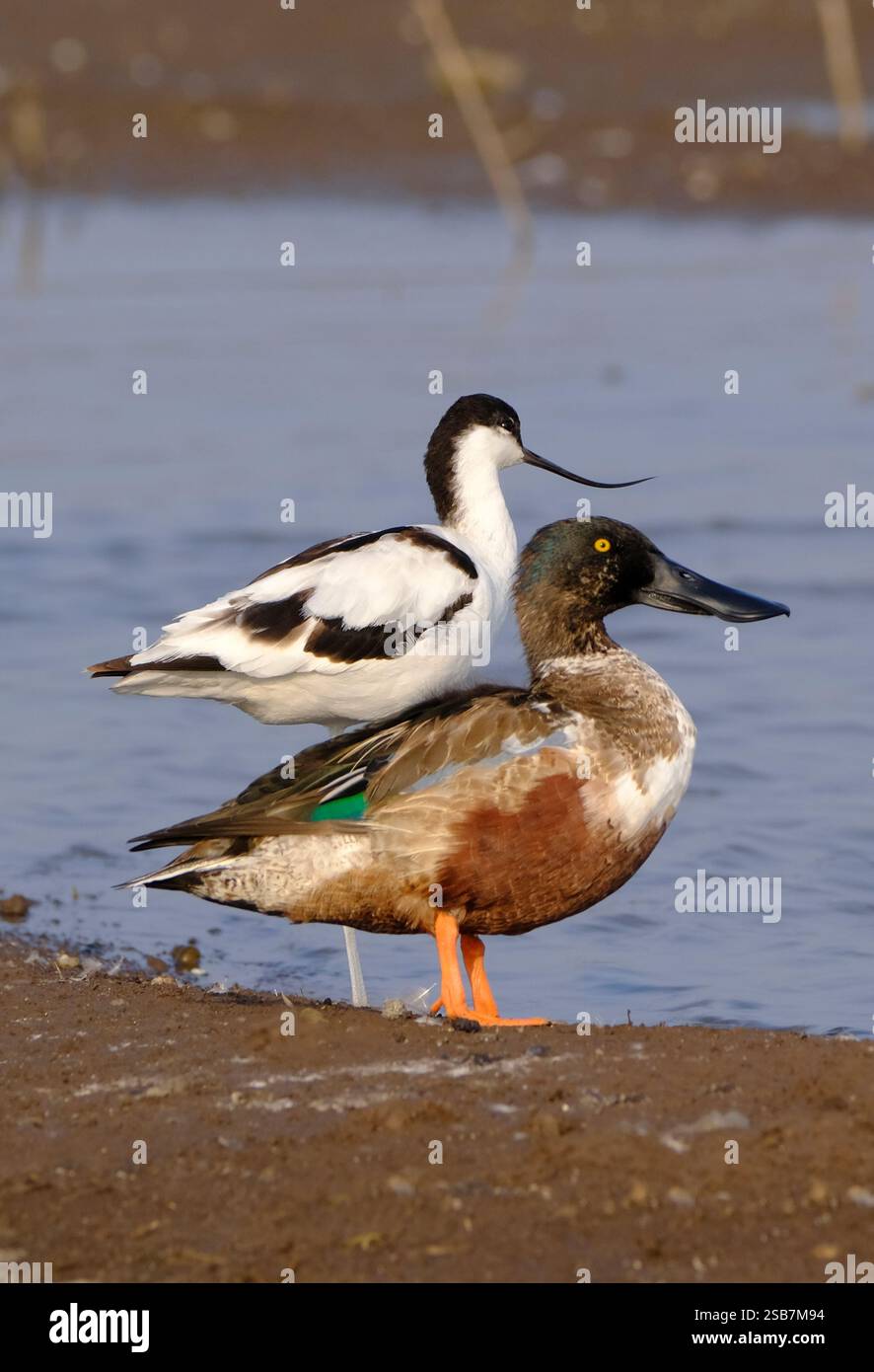 18 January 2025, Ujjani Dam. Bhigwan Bird Sanctuary, Toursits boating ...