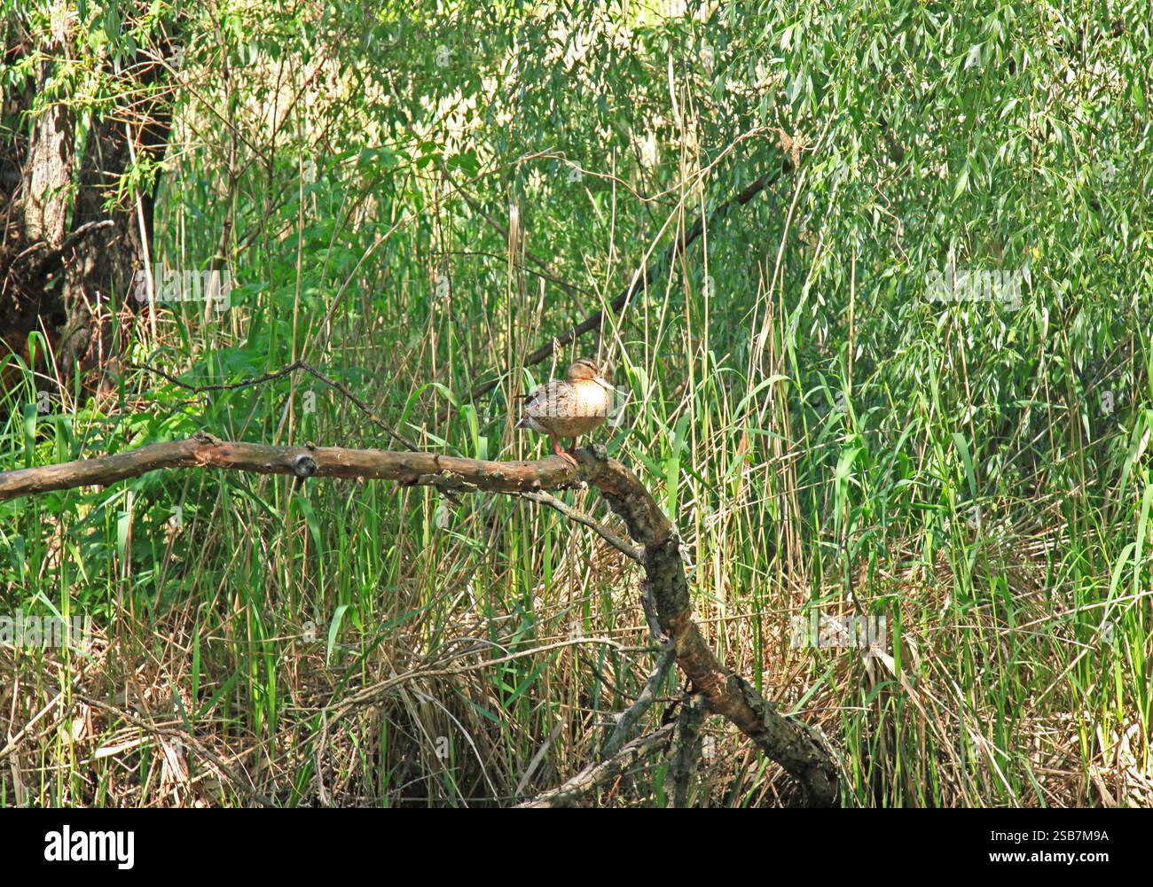 Duck (female duck) on a pond in reed thickets. A lake bird of the duck ...