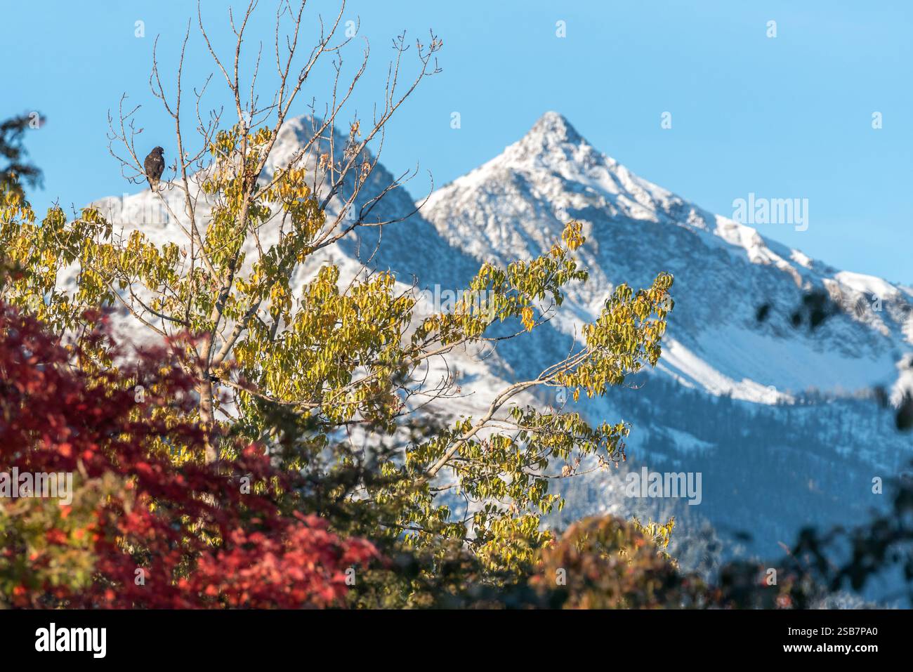 Red-tailed hawk on a cottonwood tree, Wallowa Valley, Oregon Stock ...