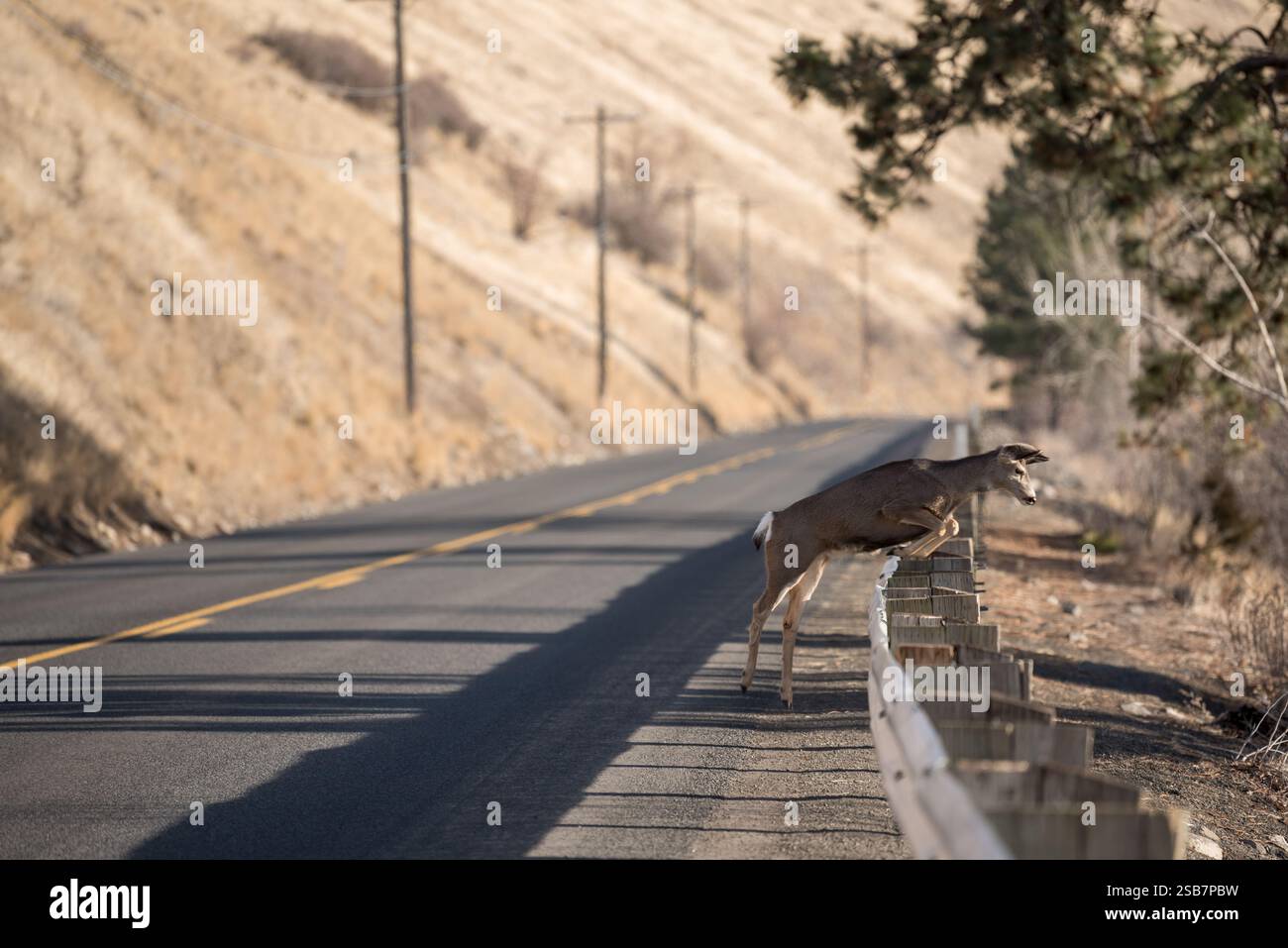 Deer jumping over a guardrail on a road in Northeast Oregon Stock Photo ...