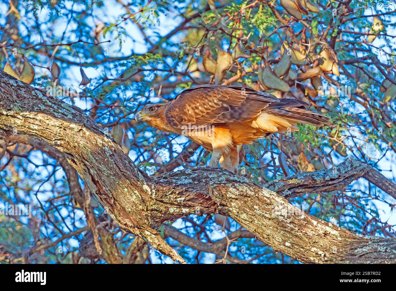 African Hawk Eagle in A Tree in Hwange National Park in Zimbabwe Stock ...