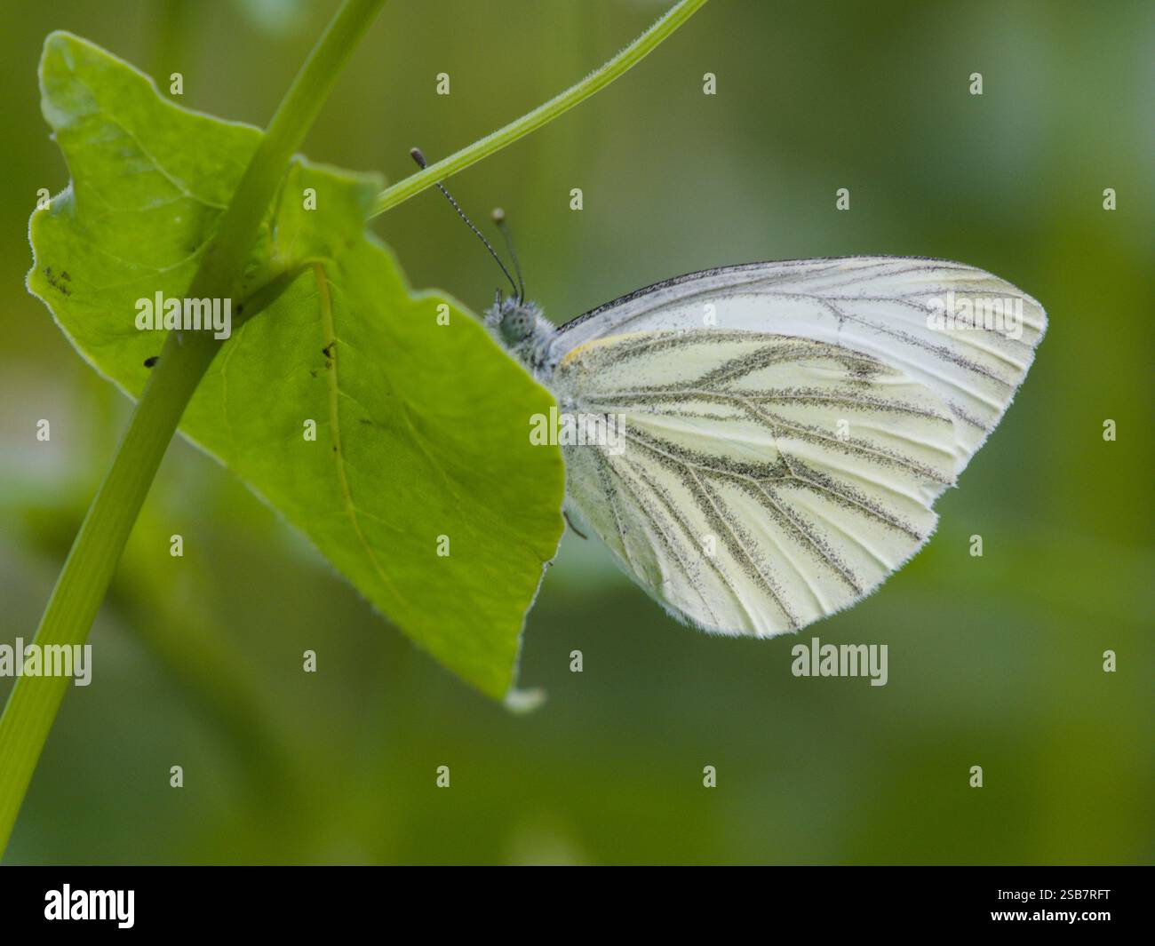 Butterfly (Green-veined White/Pieris napi Stock Photo - Alamy