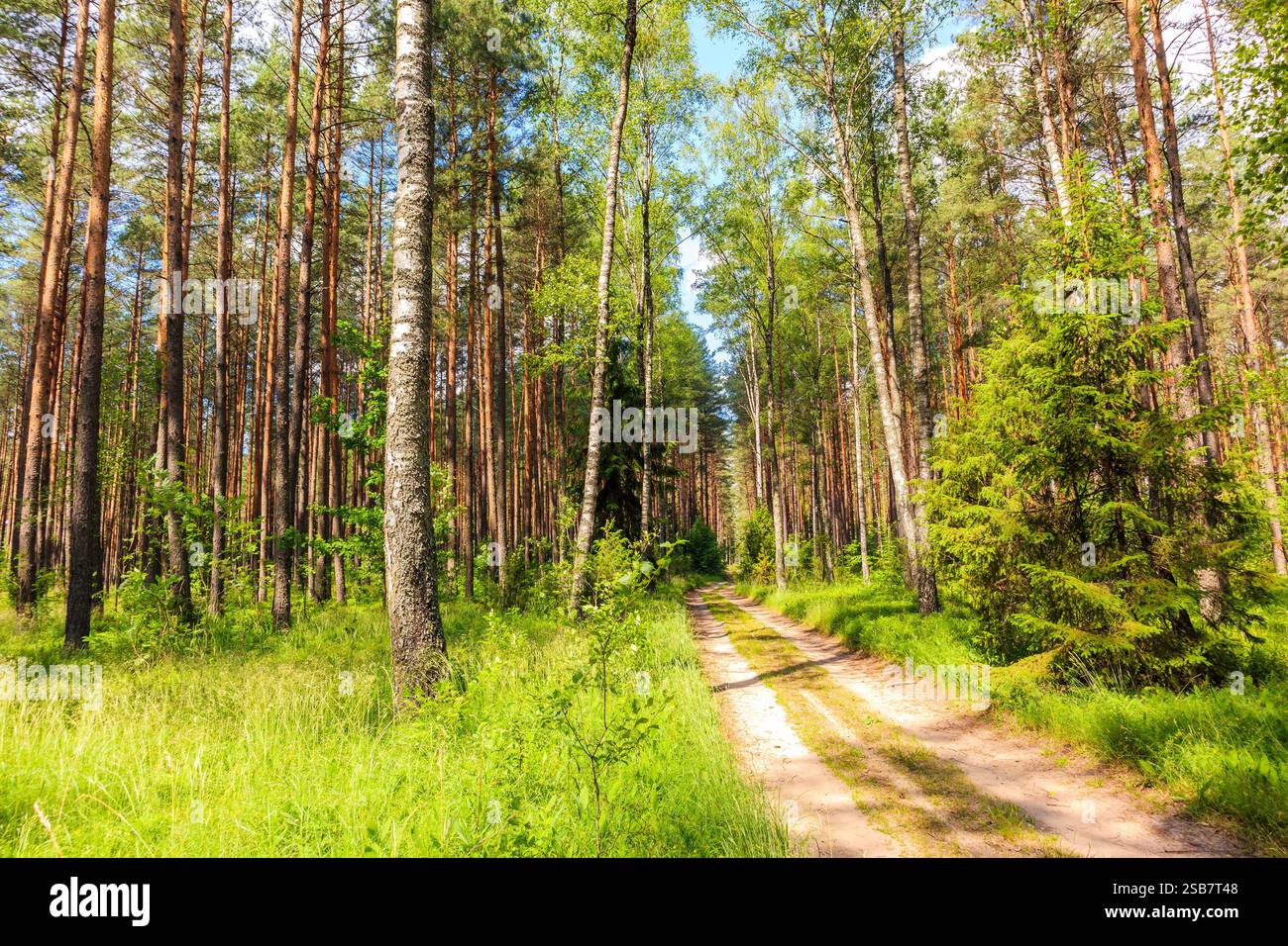 Forest cycling road near lake Nidzkie in Puszcza Piska, Mazury Lake ...