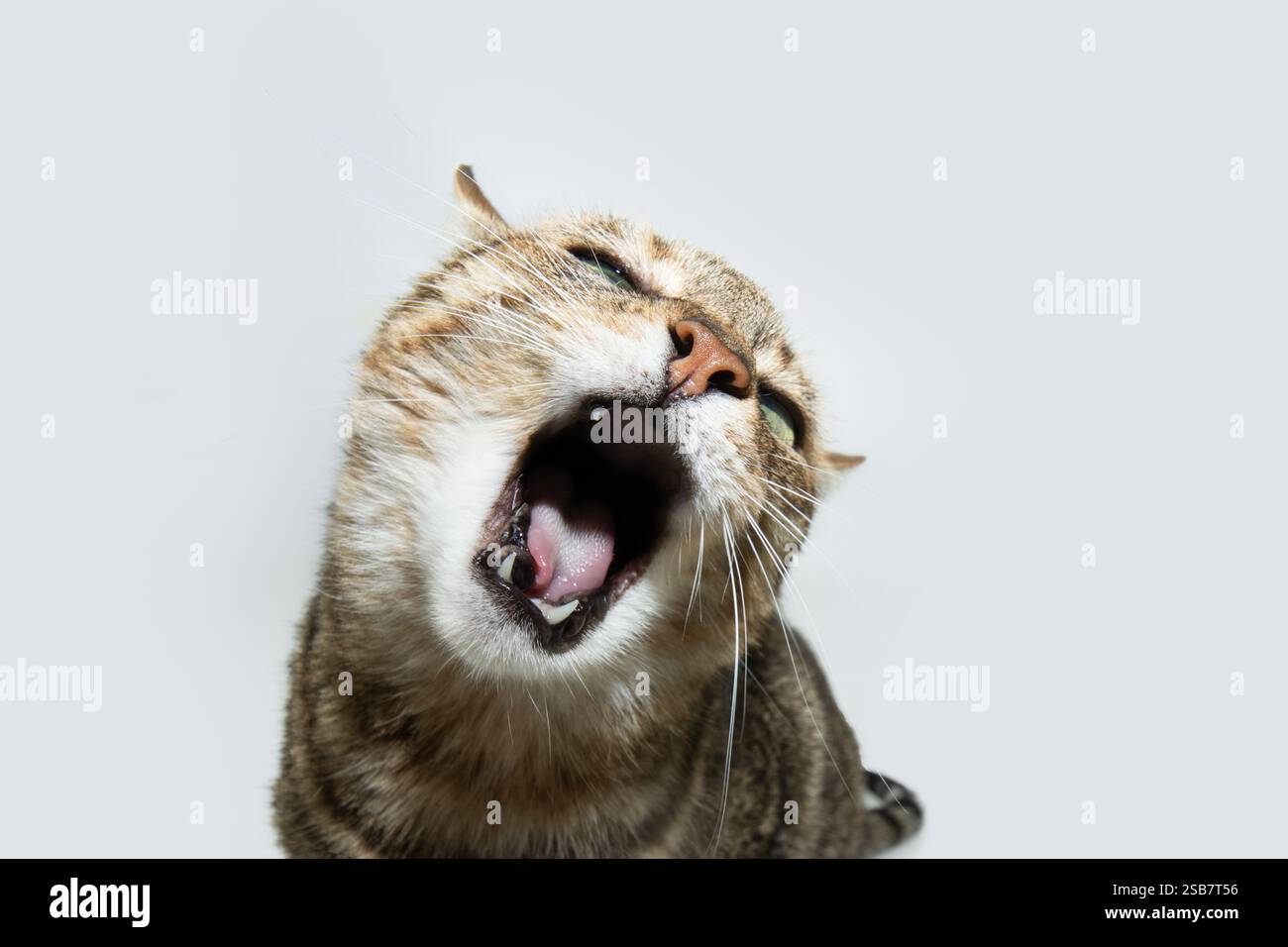 Funny cat meowing or chatter with open mouth. Isolted on white grey background Stock Photo - Alamy