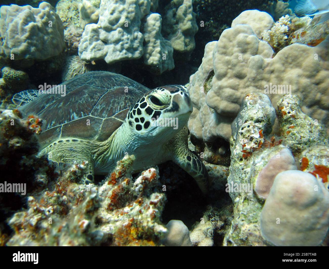 Big Green turtle , Green turtles are the largest of all sea turtles. A ...