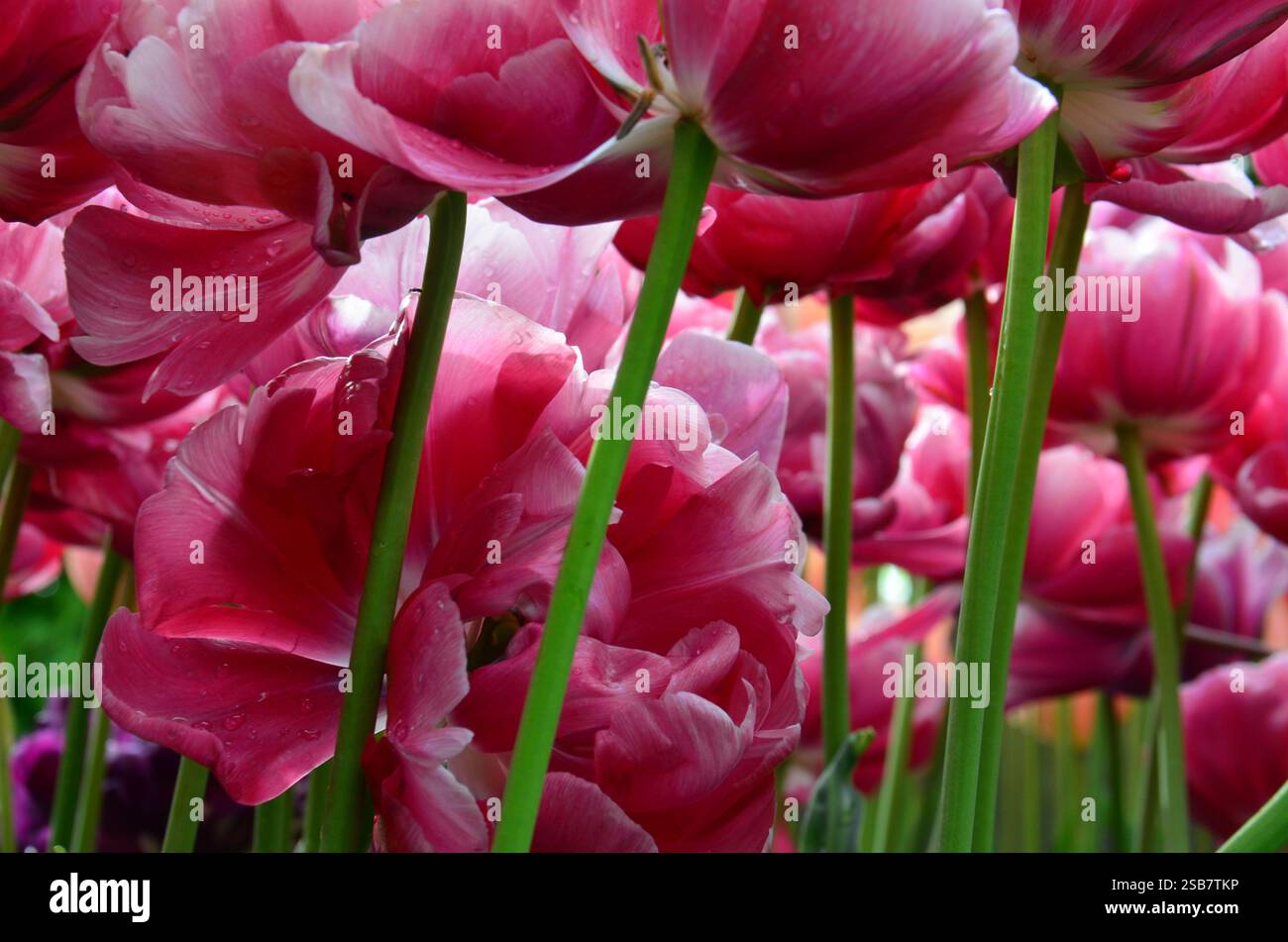 Lovely tulip blooming hi-res stock photography and images - Alamy