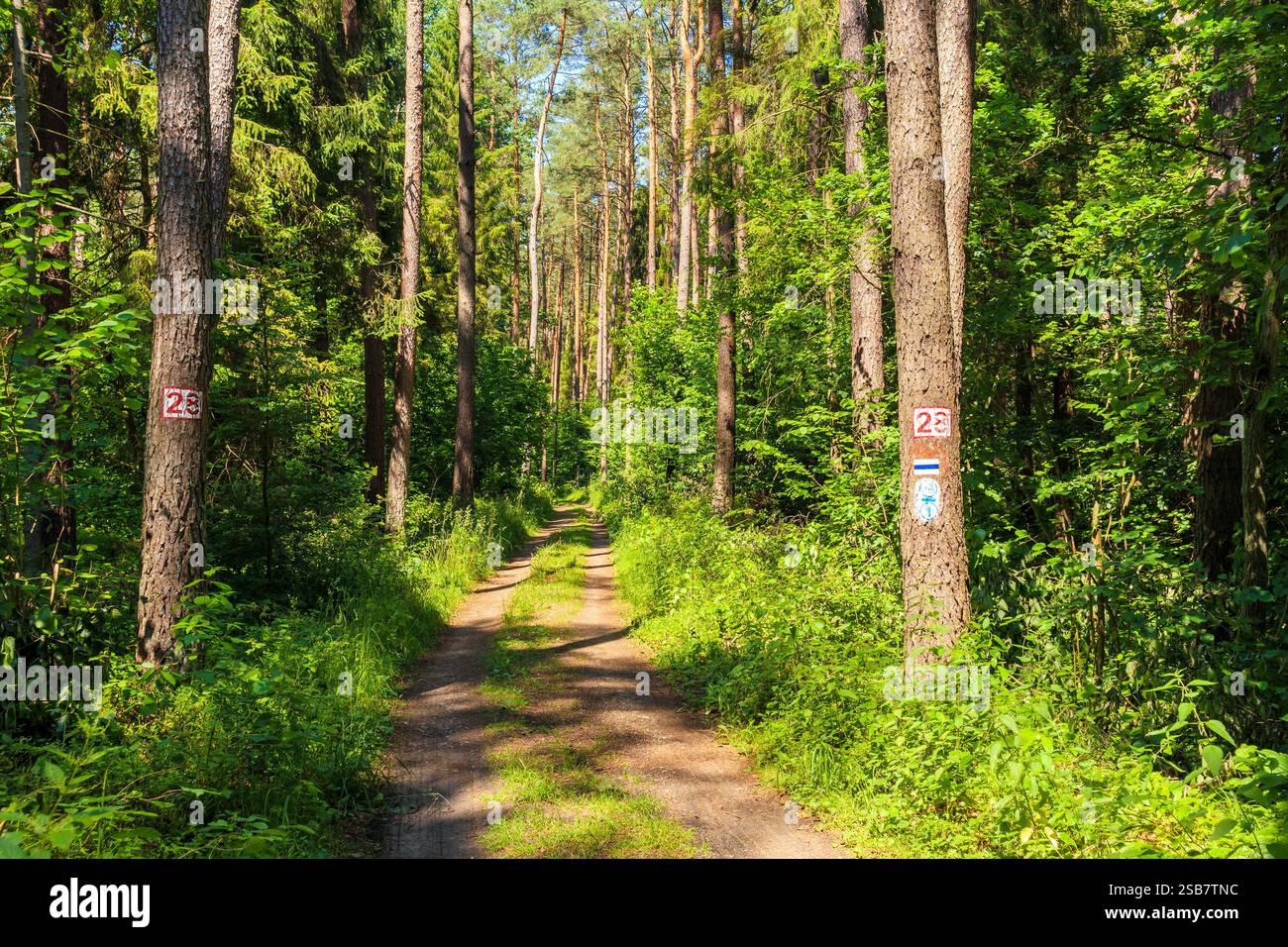 Cycling road among green farming fields near Krutyn village, Masurian ...