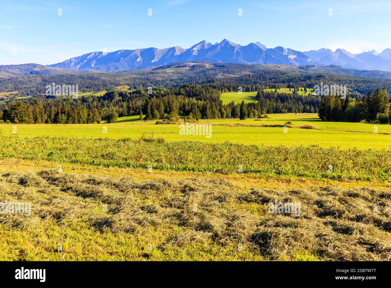 Freshly cut hay grass at Lapszanka pass and beautiful view of Tatra ...
