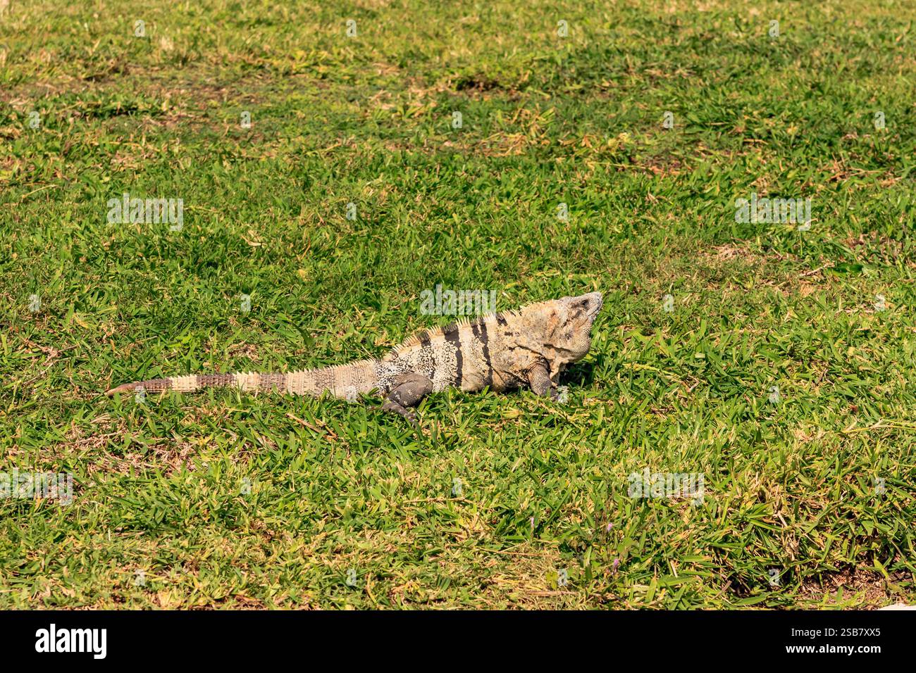 A lizard is walking on the grass. The lizard is brown and white. The ...