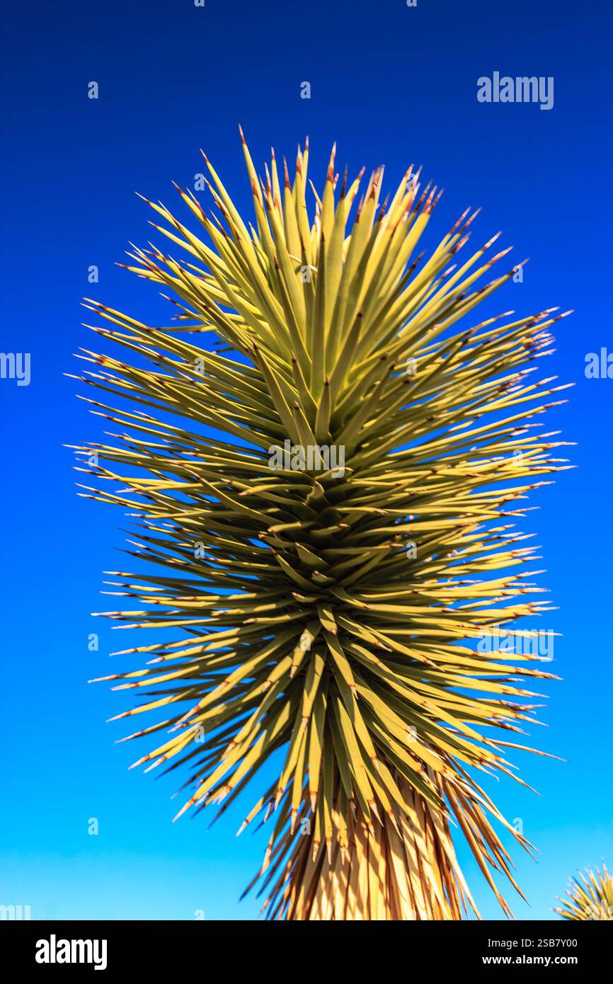 A tall tree with green leaves and brown tips is standing tall in the ...