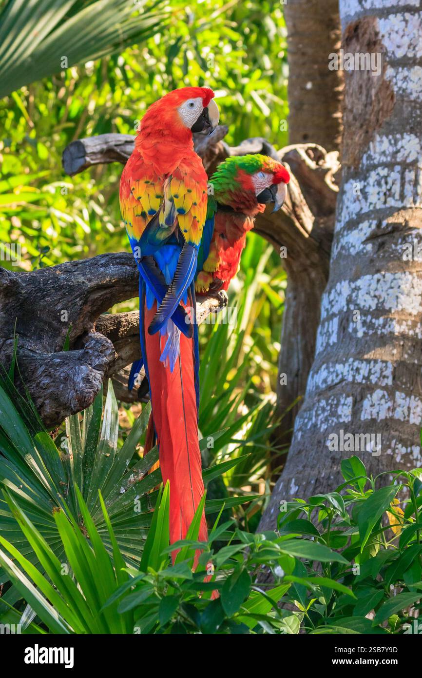 Two parrots are perched on a tree branch. One is red and the other is ...