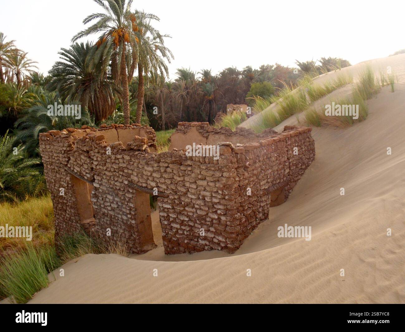 Desert reclaiming hi-res stock photography and images - Alamy