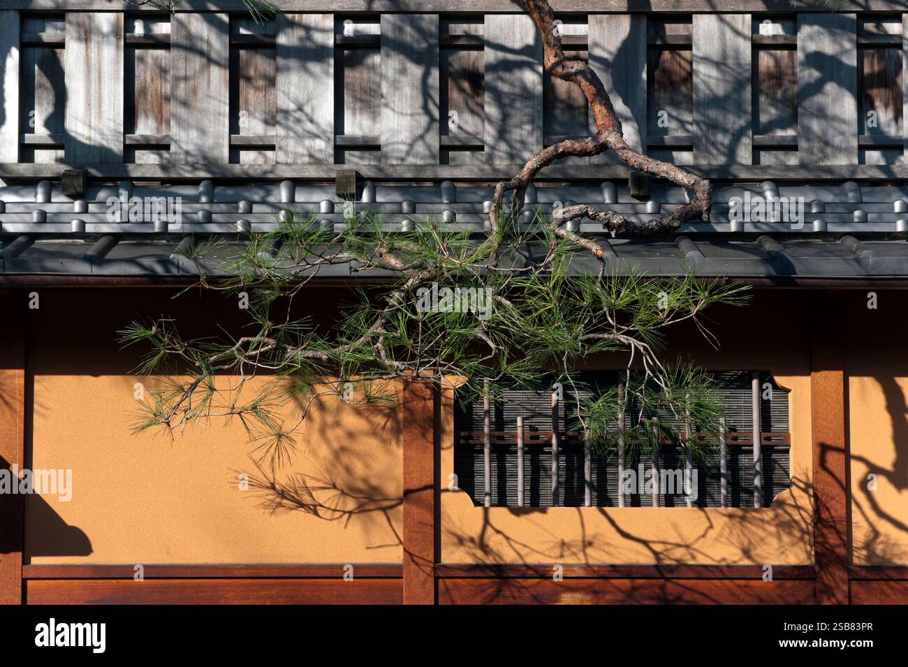 A twisty matsu pine tree branch adds a touch of old world aesthetic to ...