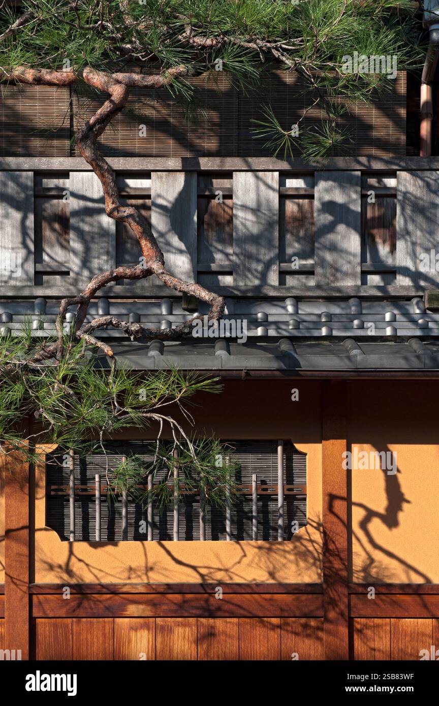 A twisty matsu pine tree branch adds a touch of old world aesthetic to ...