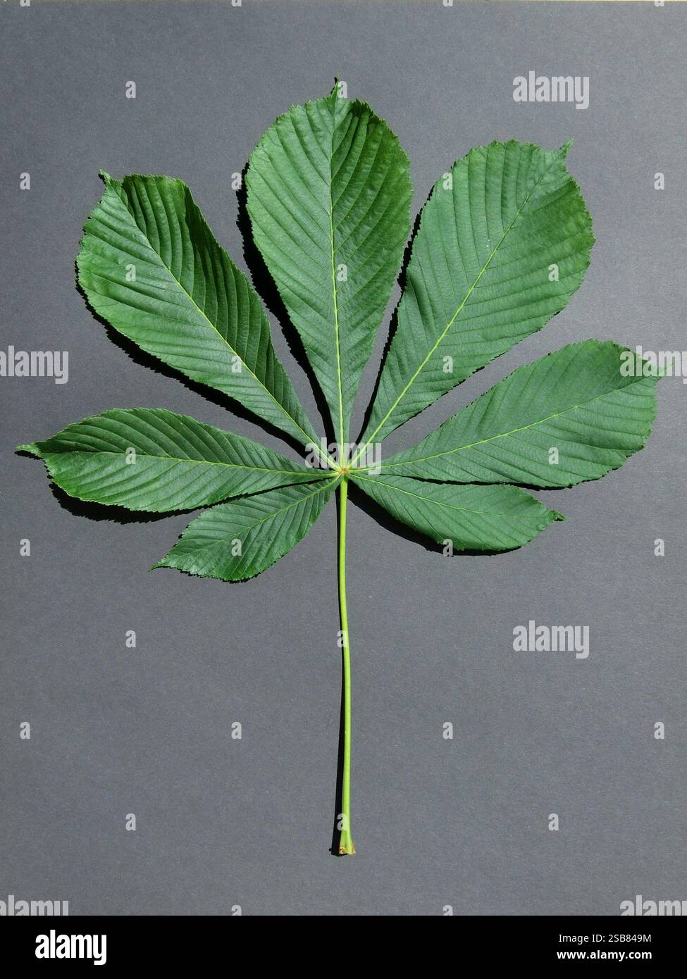 chestnut tree and some parts of it Stock Photo - Alamy