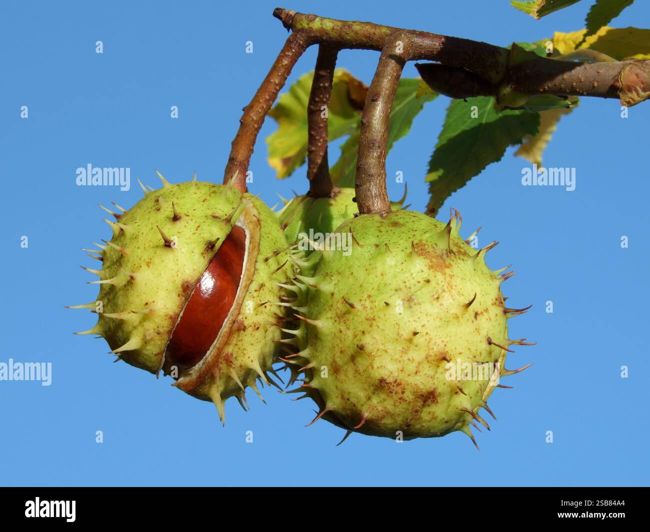 chestnut tree and some parts of it Stock Photo - Alamy